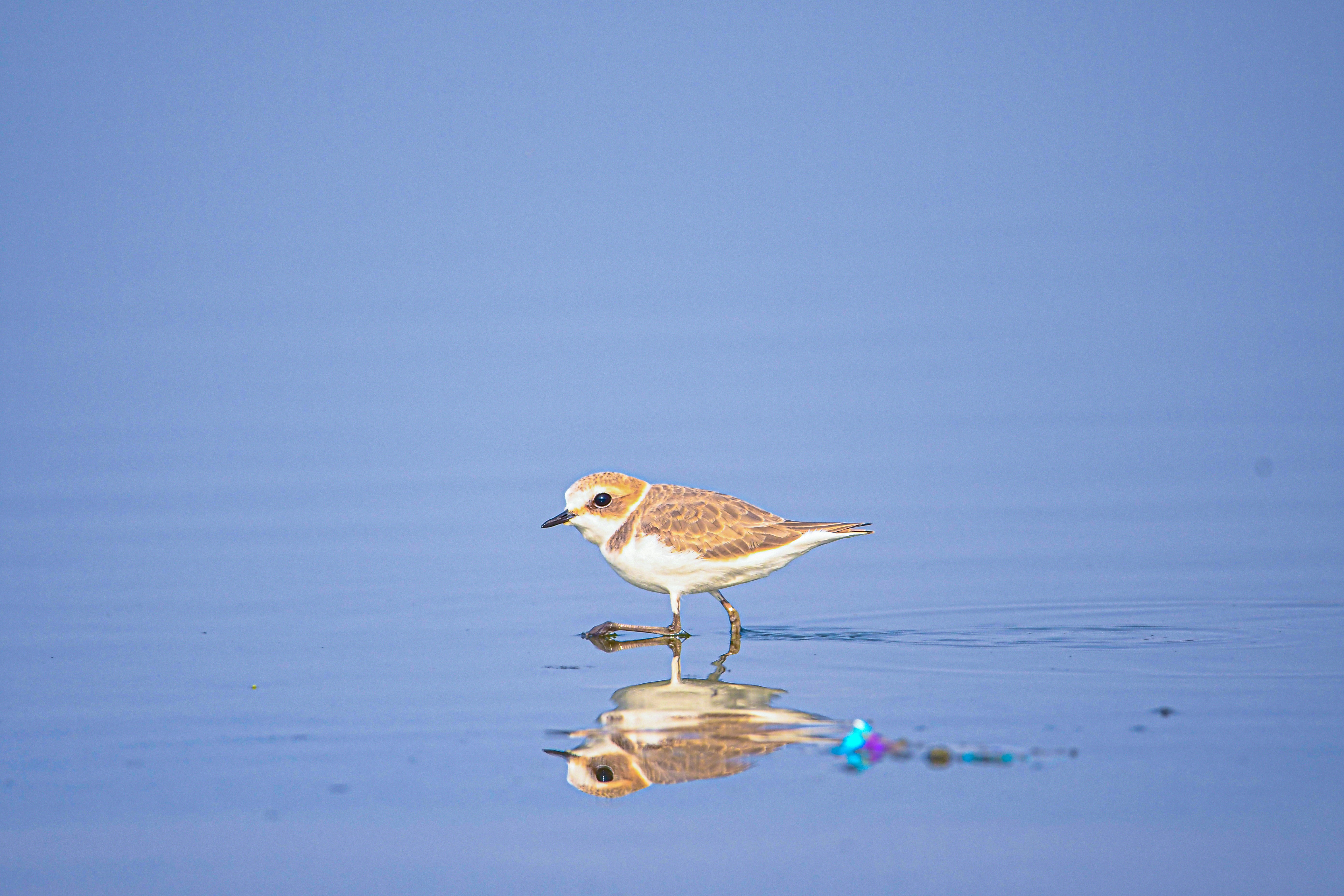 Blue Shorebird in Crisp Reflection