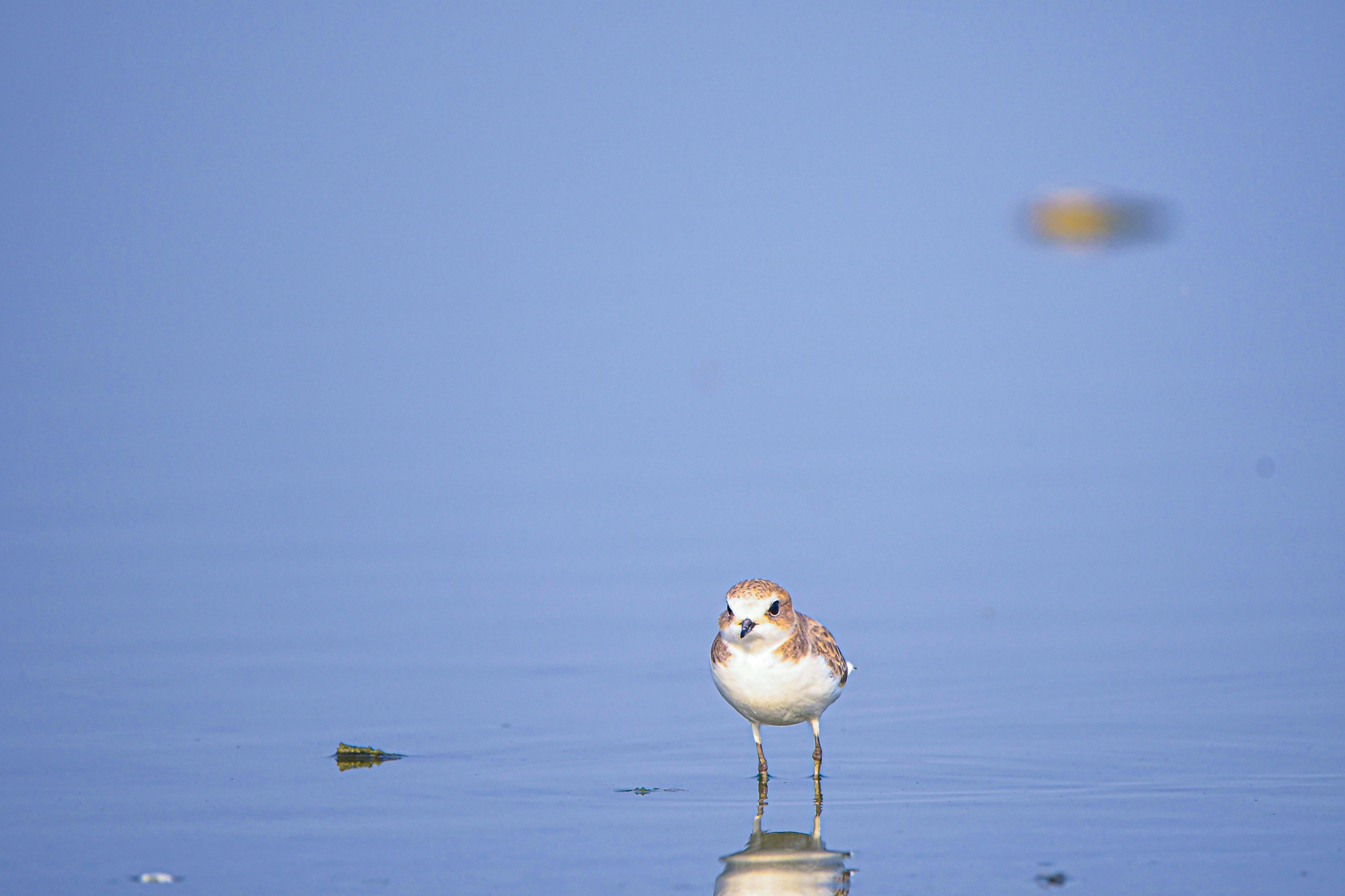 Solo Sandpiper in a Quiet Lagoon