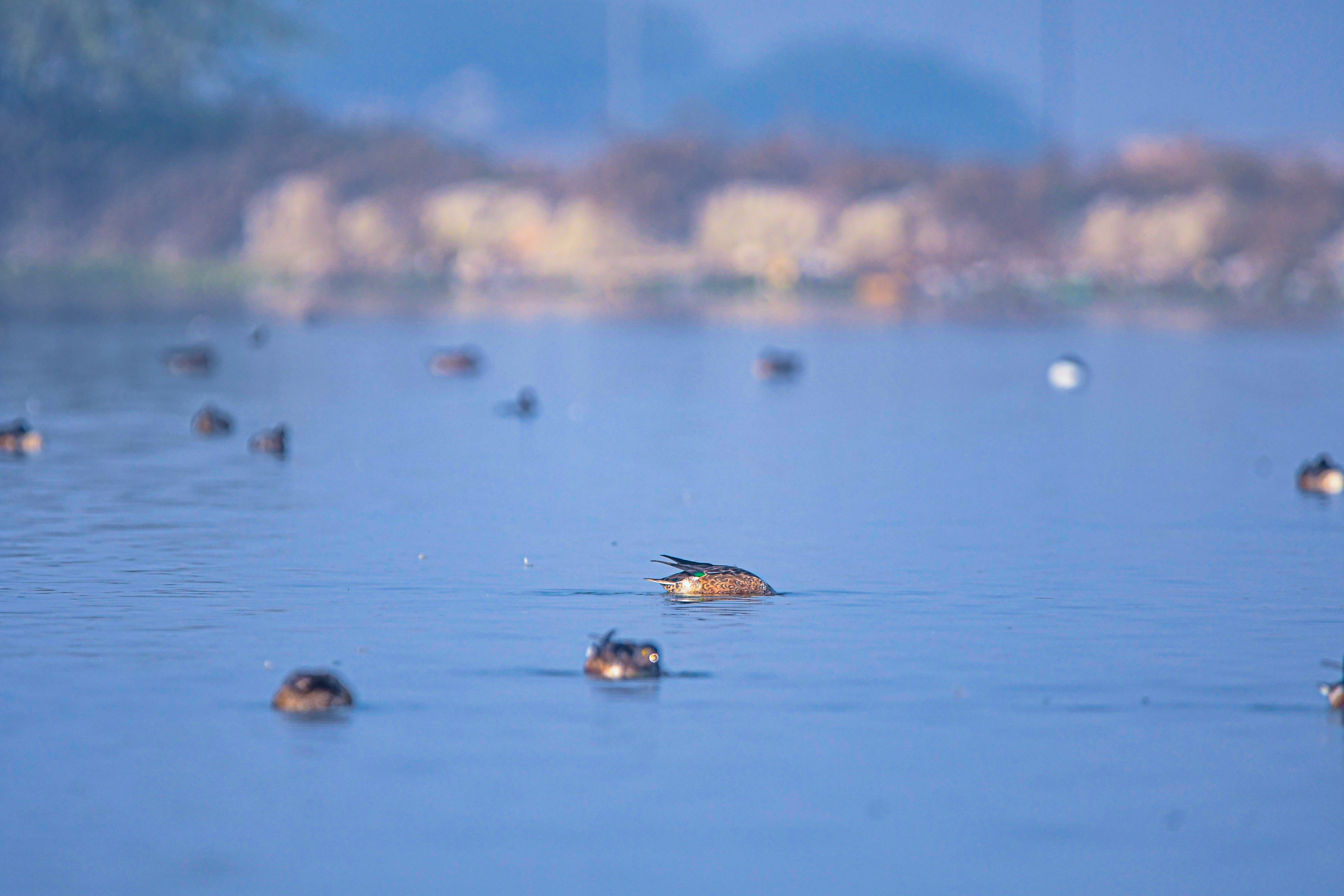 Central Shelduck Among Quiet Blue Reflections