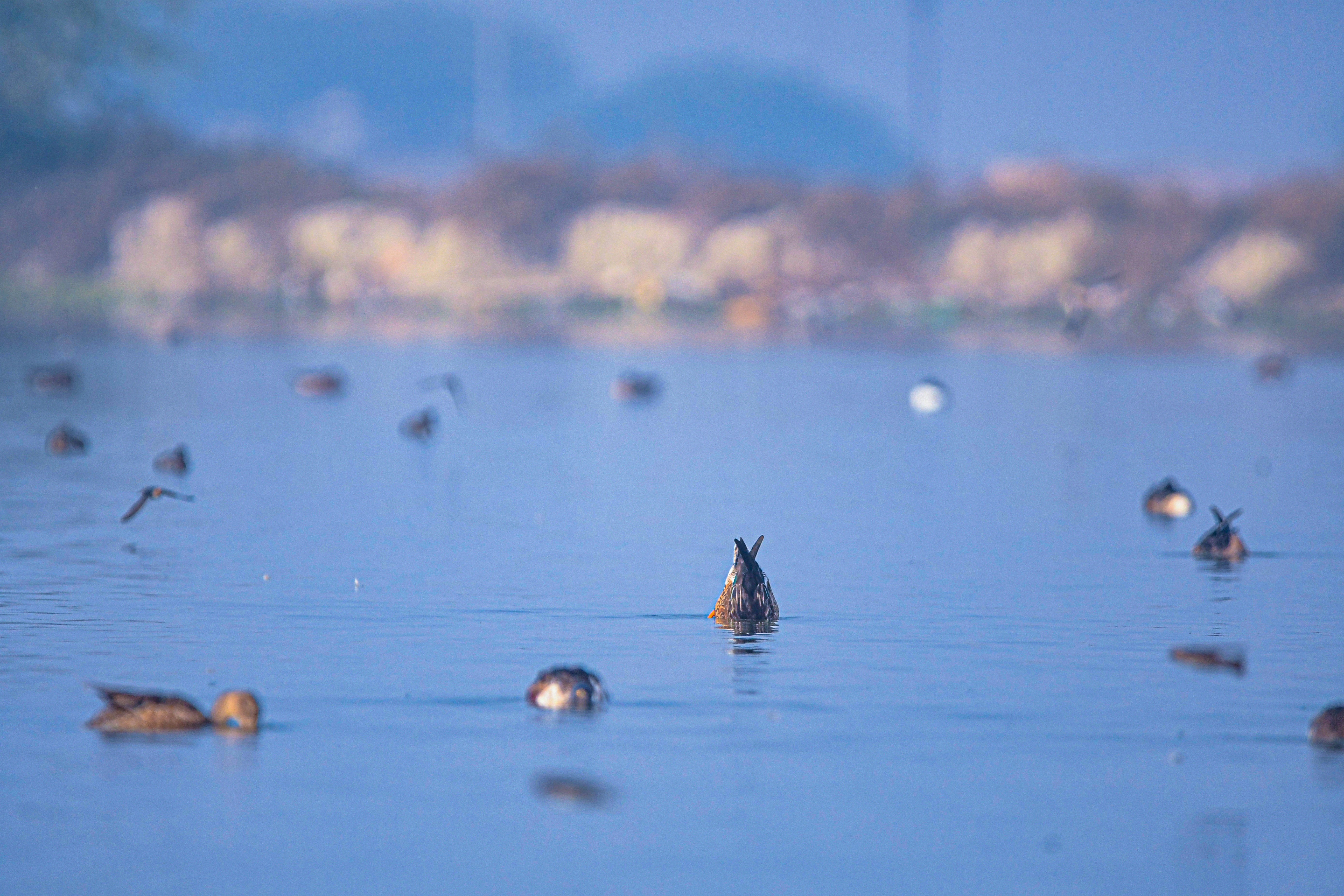 Blue Horizon with Floating Birds