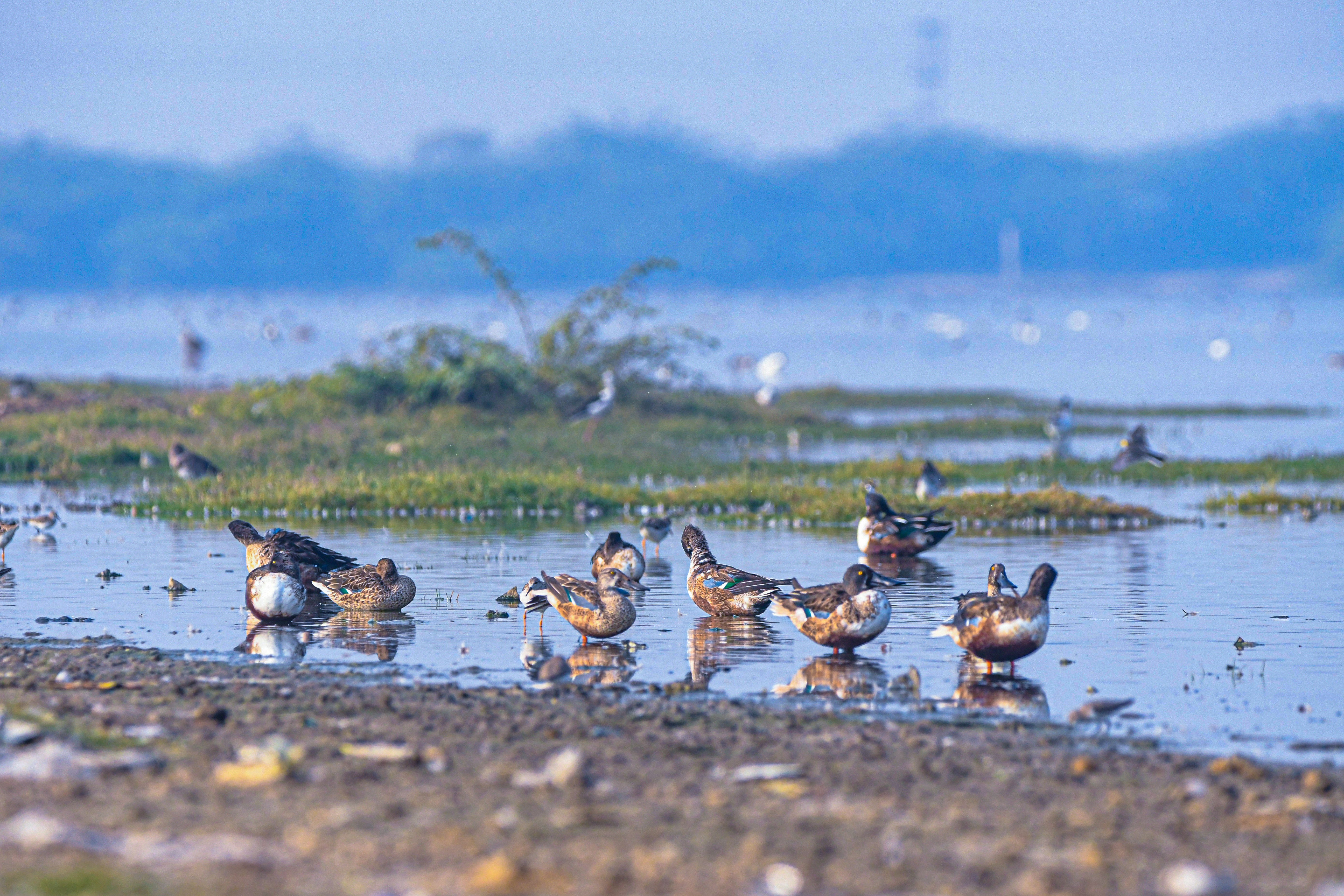 Dugout Beach Choir: A Flock of Ducks Resting at Low Tide