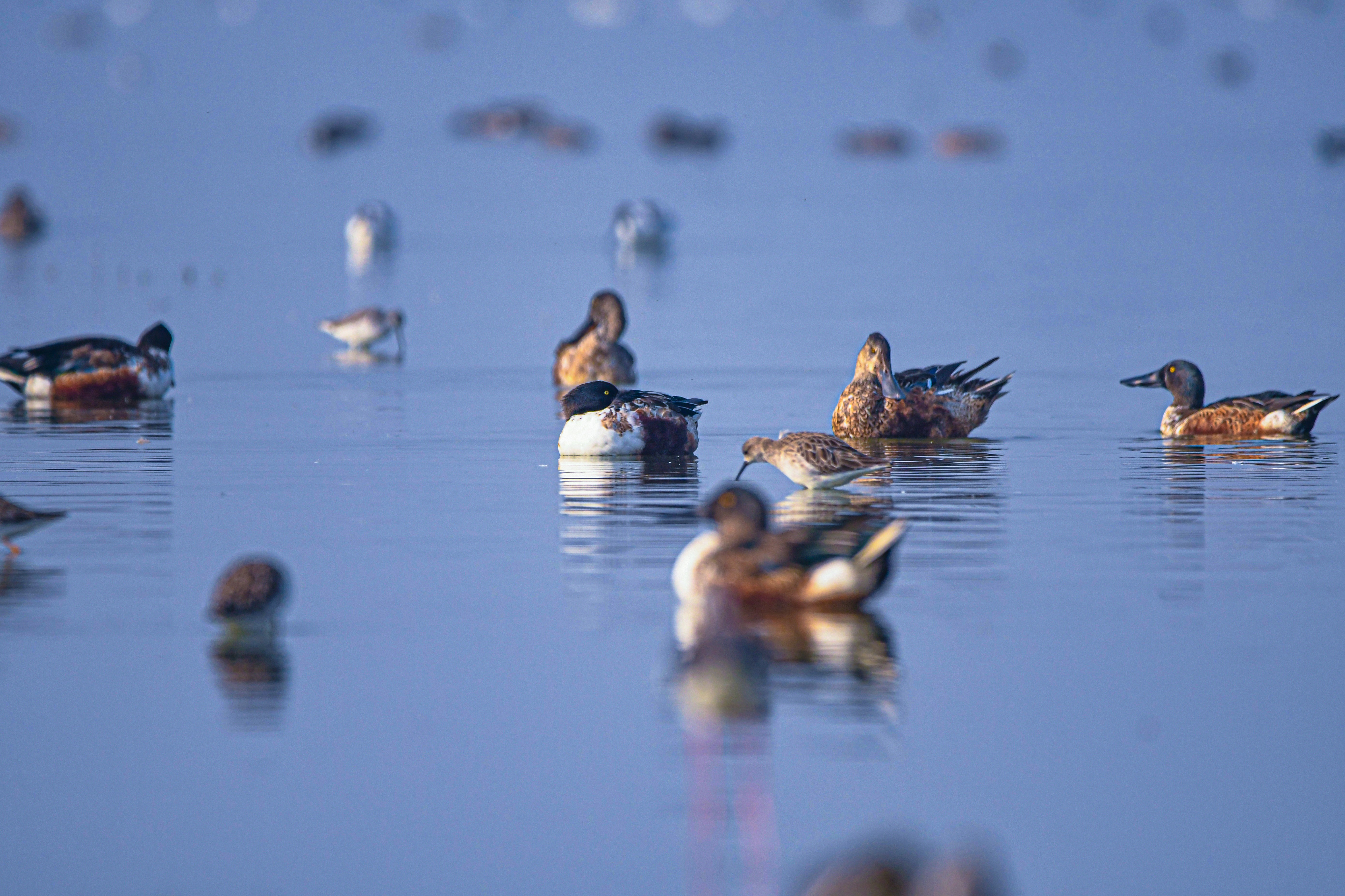 Dusk Pond Assembly: A Quiet Confluence of Ducks