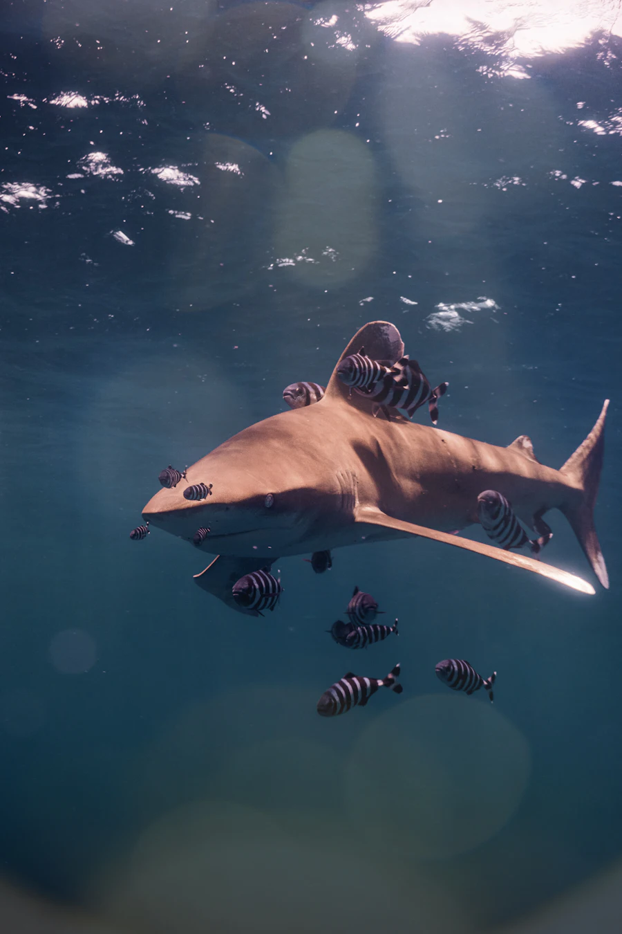 Underwater scene of a shark with a school of striped fish around it, illuminated by sunlit surface light; appears as a natural, documentary-style shot in open ocean.