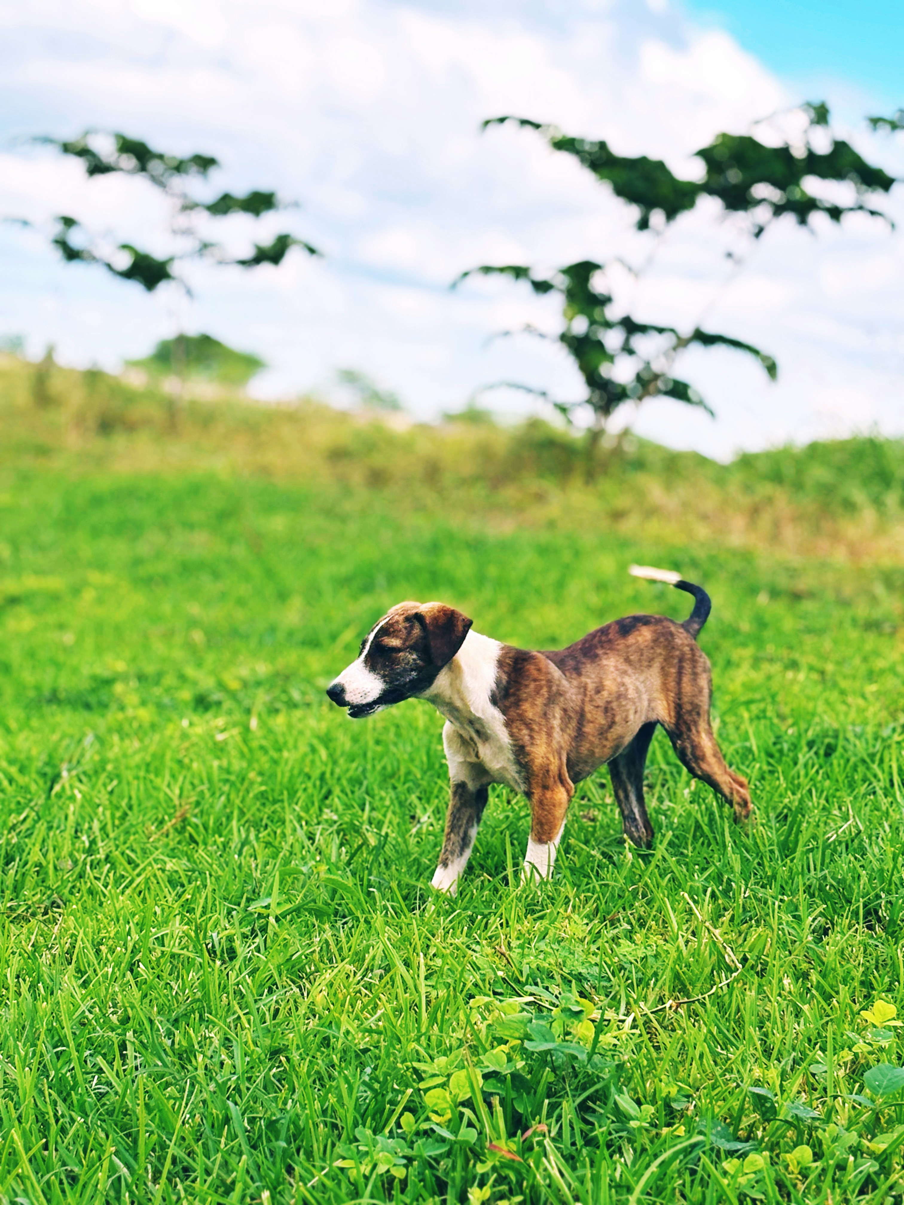 I just can’t stop looking at this one… a little puppy running around the fields, under the bright blue sky, exploring the world with so much joy. Moments like this feel fun not just for him, but for anyone who sees it.