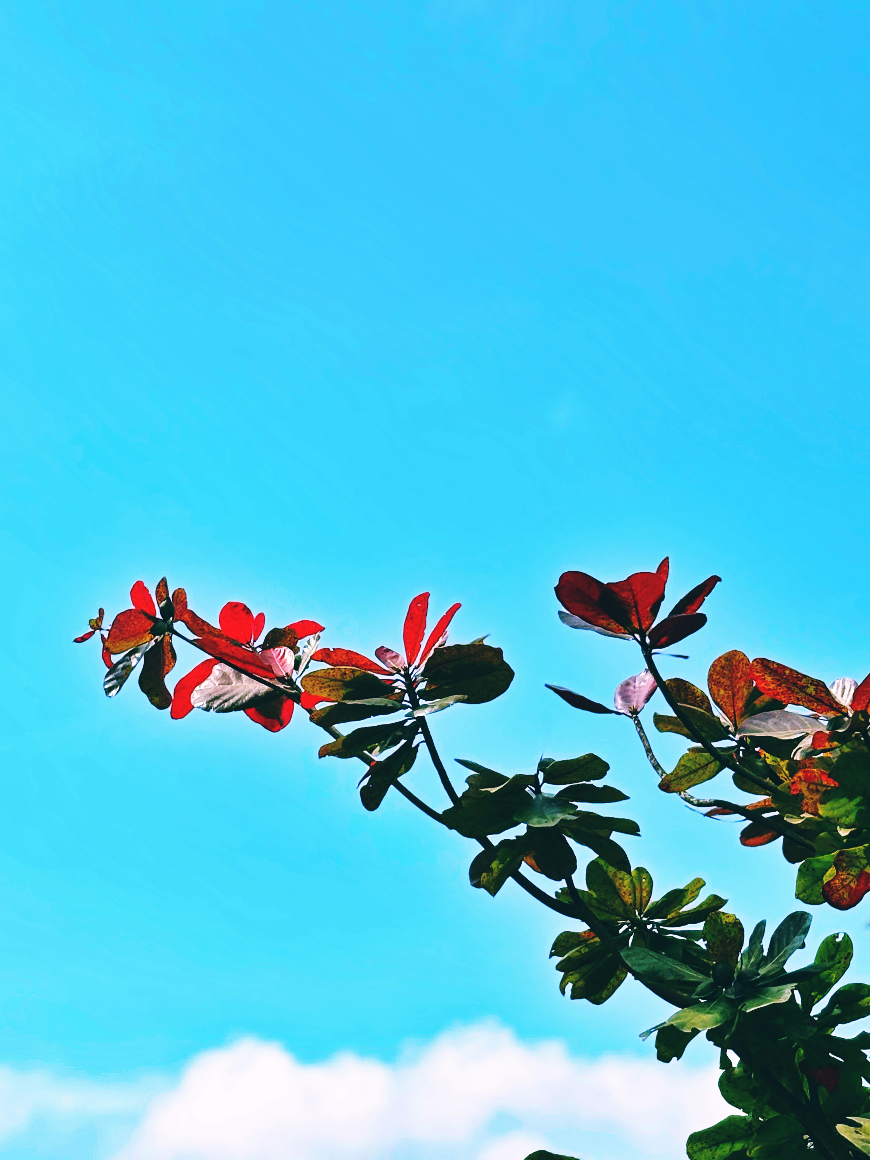 All these photos have one thing in common every leaf, every bend, every branch reaching for the sky. Winter changes colours around us, and these warm red tones show their own strength and beauty. Together with the blue sky, they create a contrast that feels calm, vibrant, and full of life.