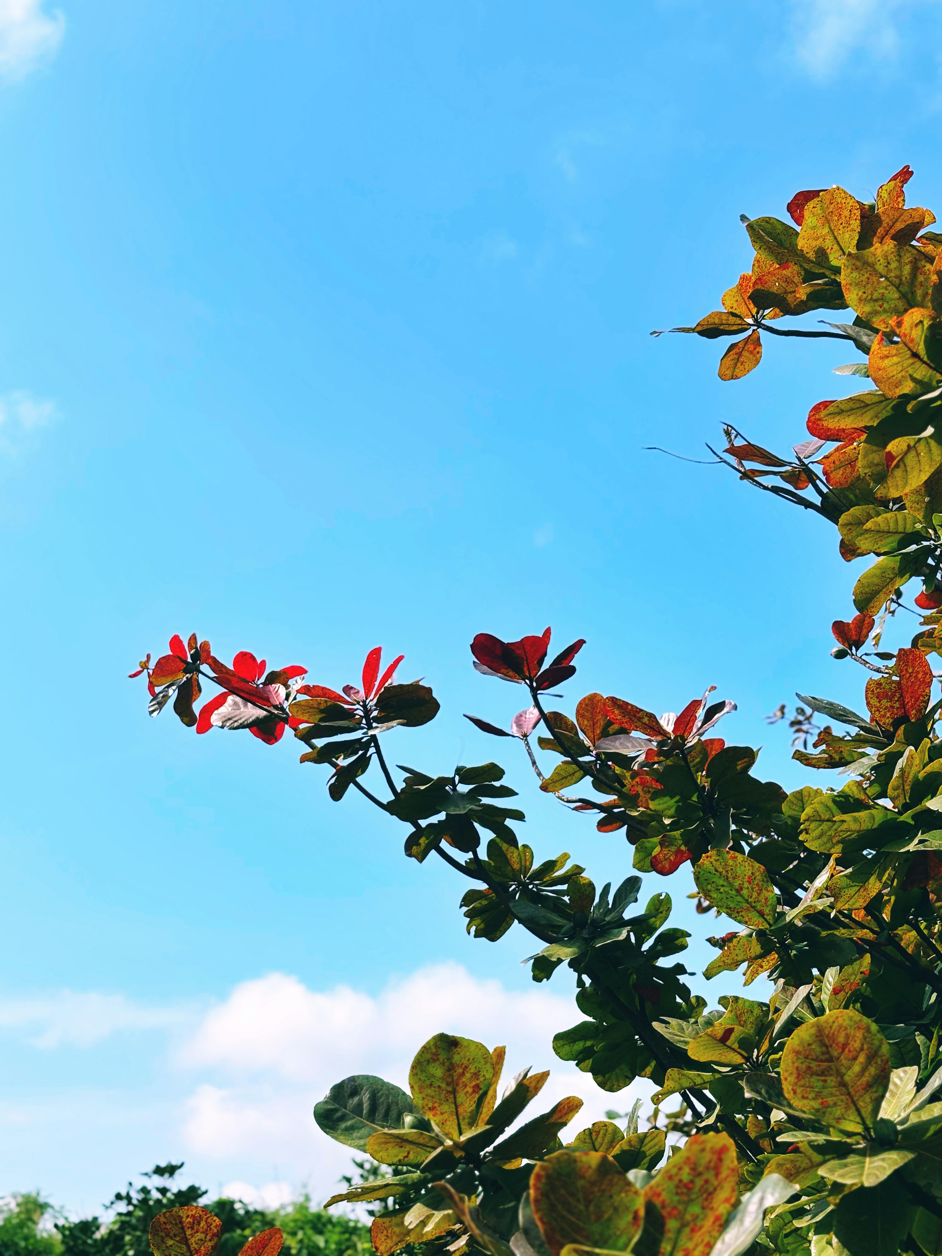 All these photos have one thing in common every leaf, every bend, every branch reaching for the sky. Winter changes colours around us, and these warm red tones show their own strength and beauty. Together with the blue sky, they create a contrast that feels calm, vibrant, and full of life.