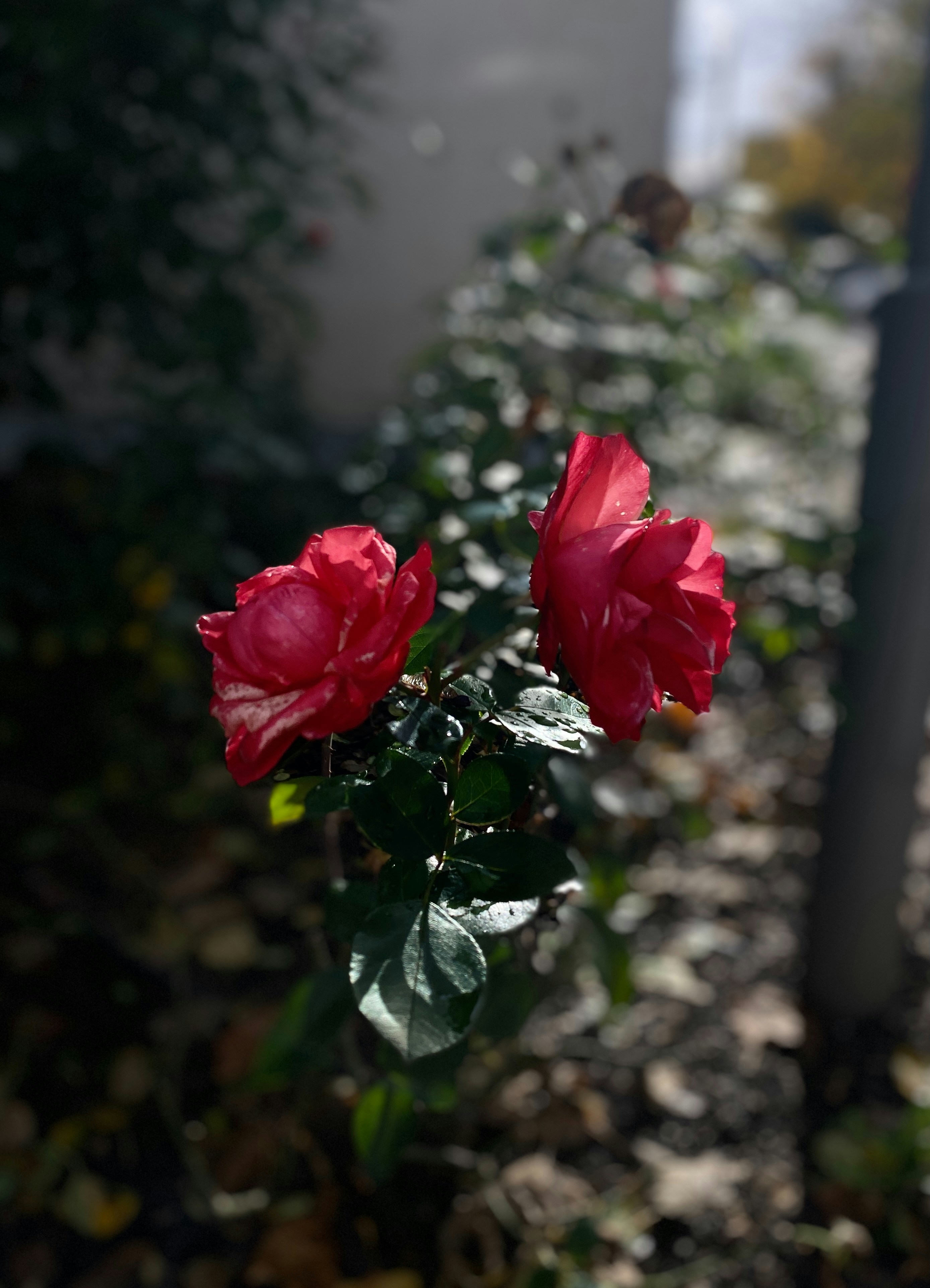 Red Roses in Morning Focus