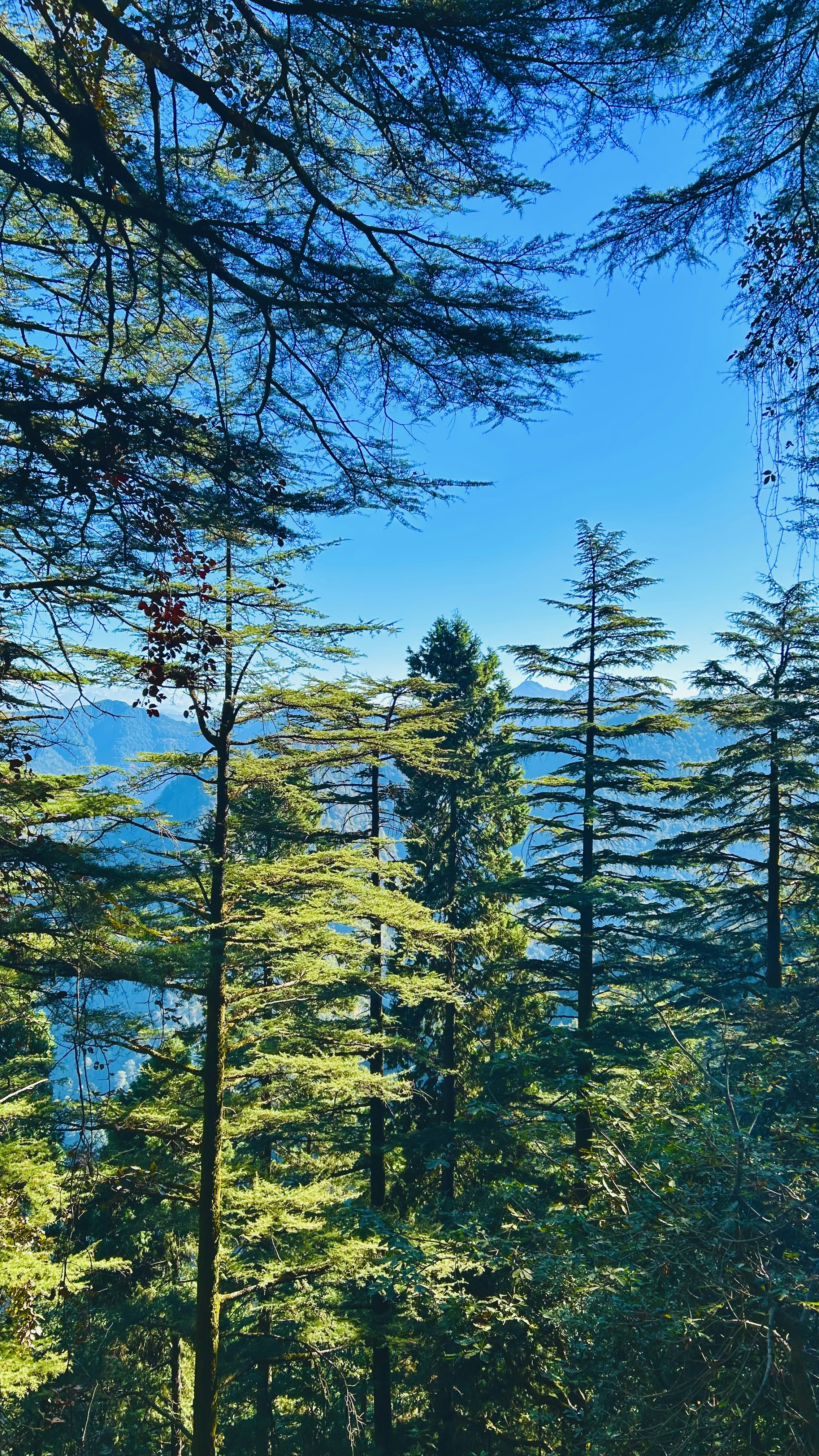 Photo by Siddharth Sabron with Apple iPhone 14