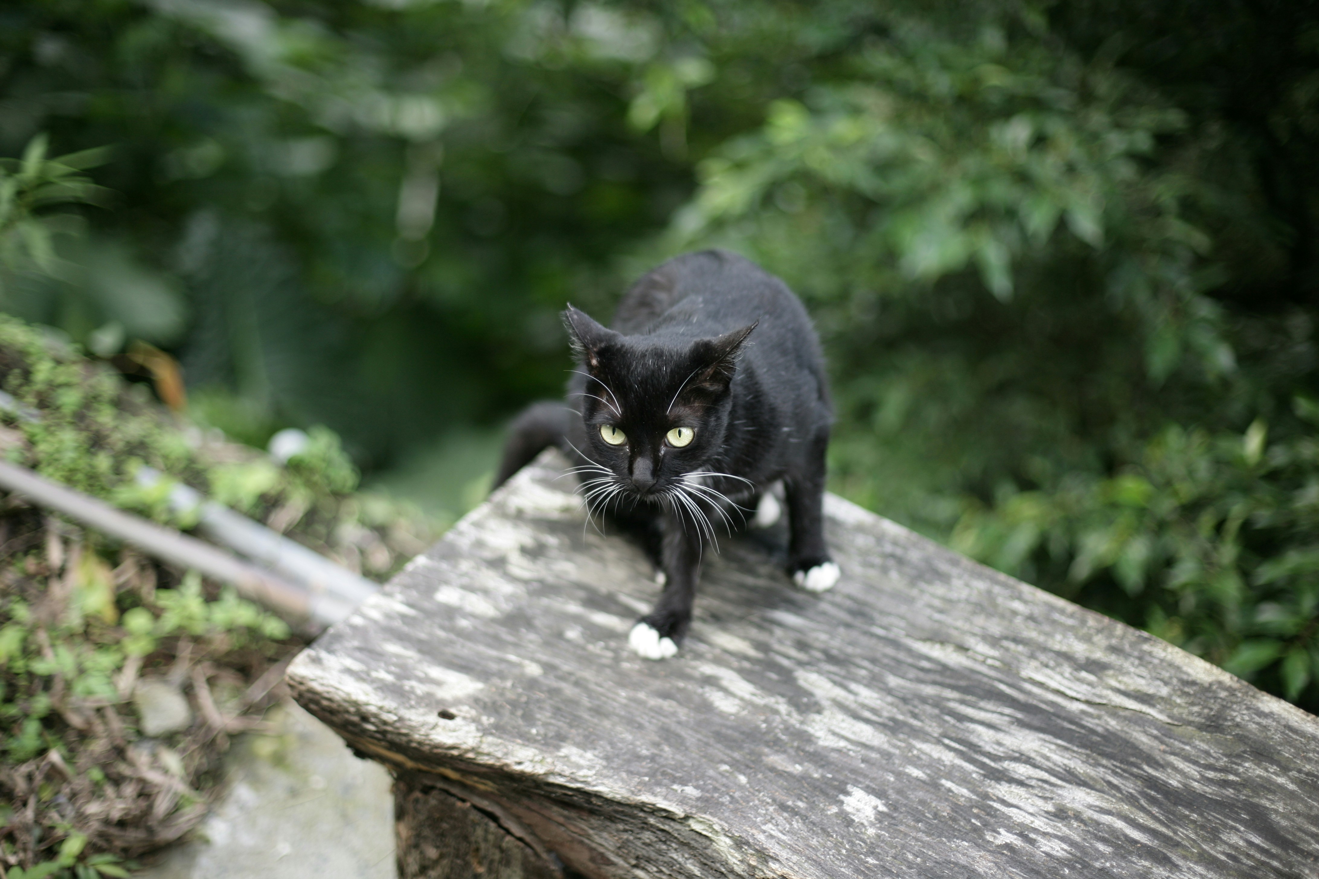 Curious Black Cat on a Weathered Wooden Plank
