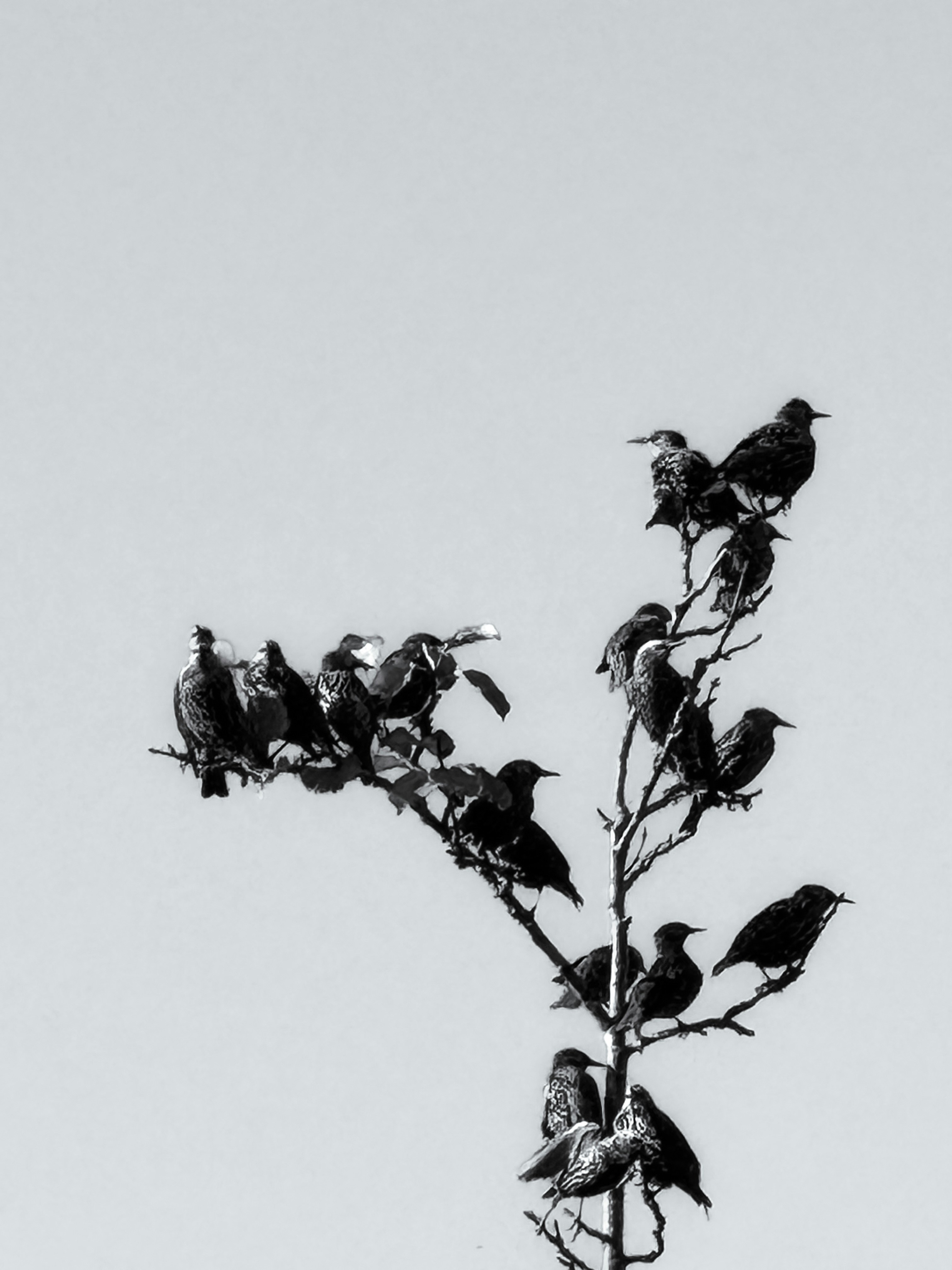Leaf Choir on a Snowy Spine: A Black-and-White Perch