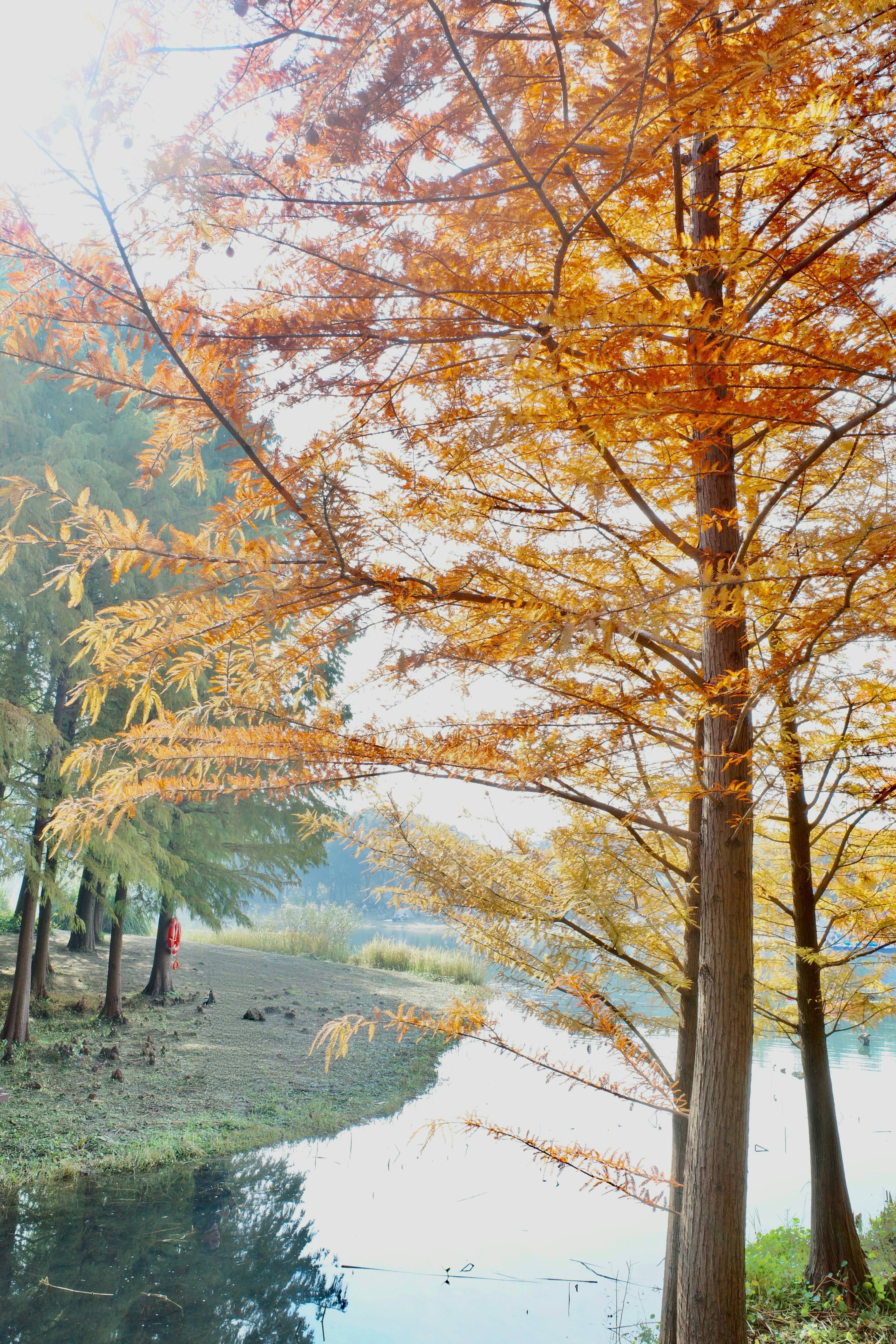 Autumn Riverside: Golden Trees Beside a Quiet Canal