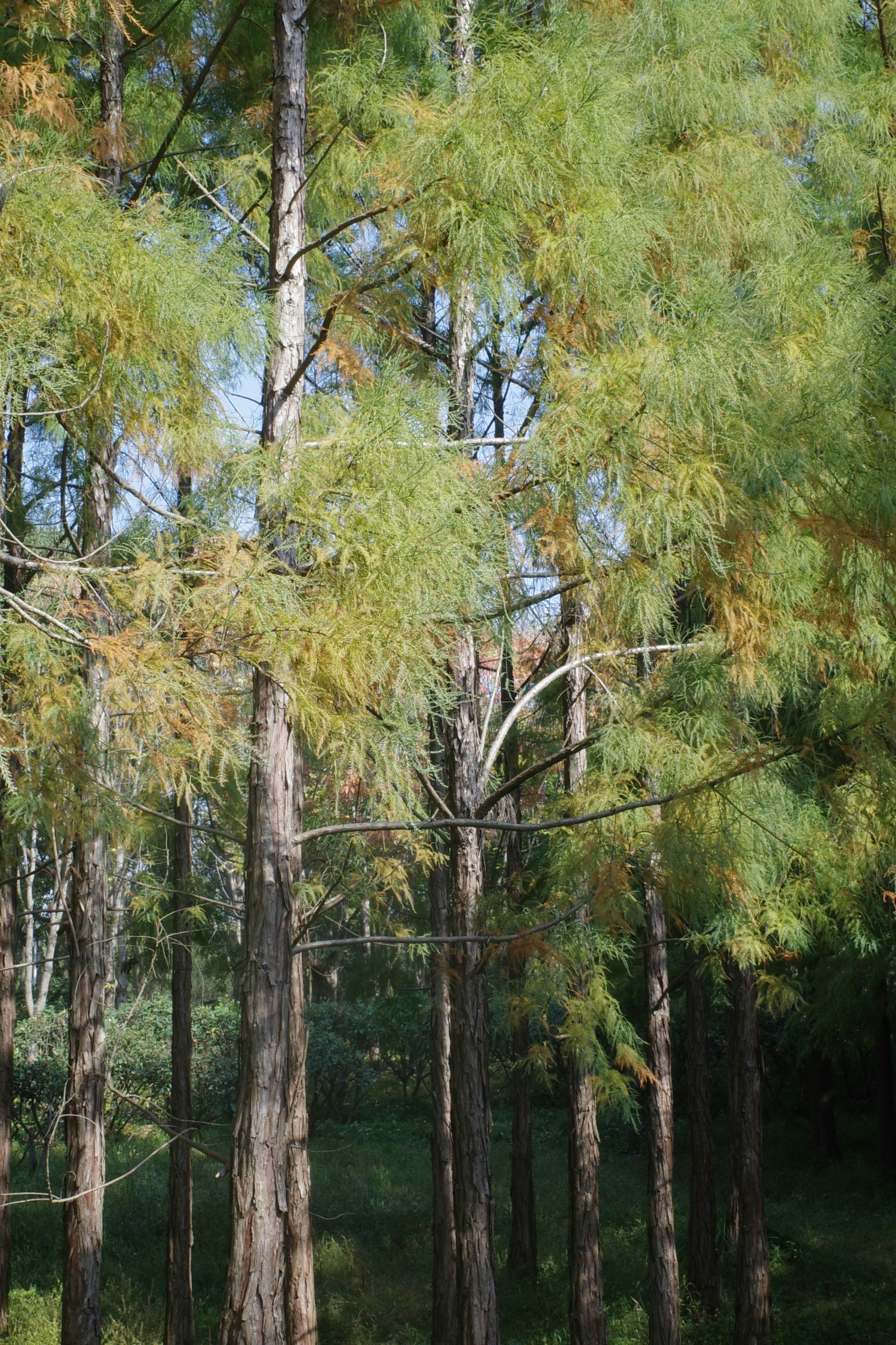 Sunlit Cedar Gatekeepers in a Quiet Forest Corridor