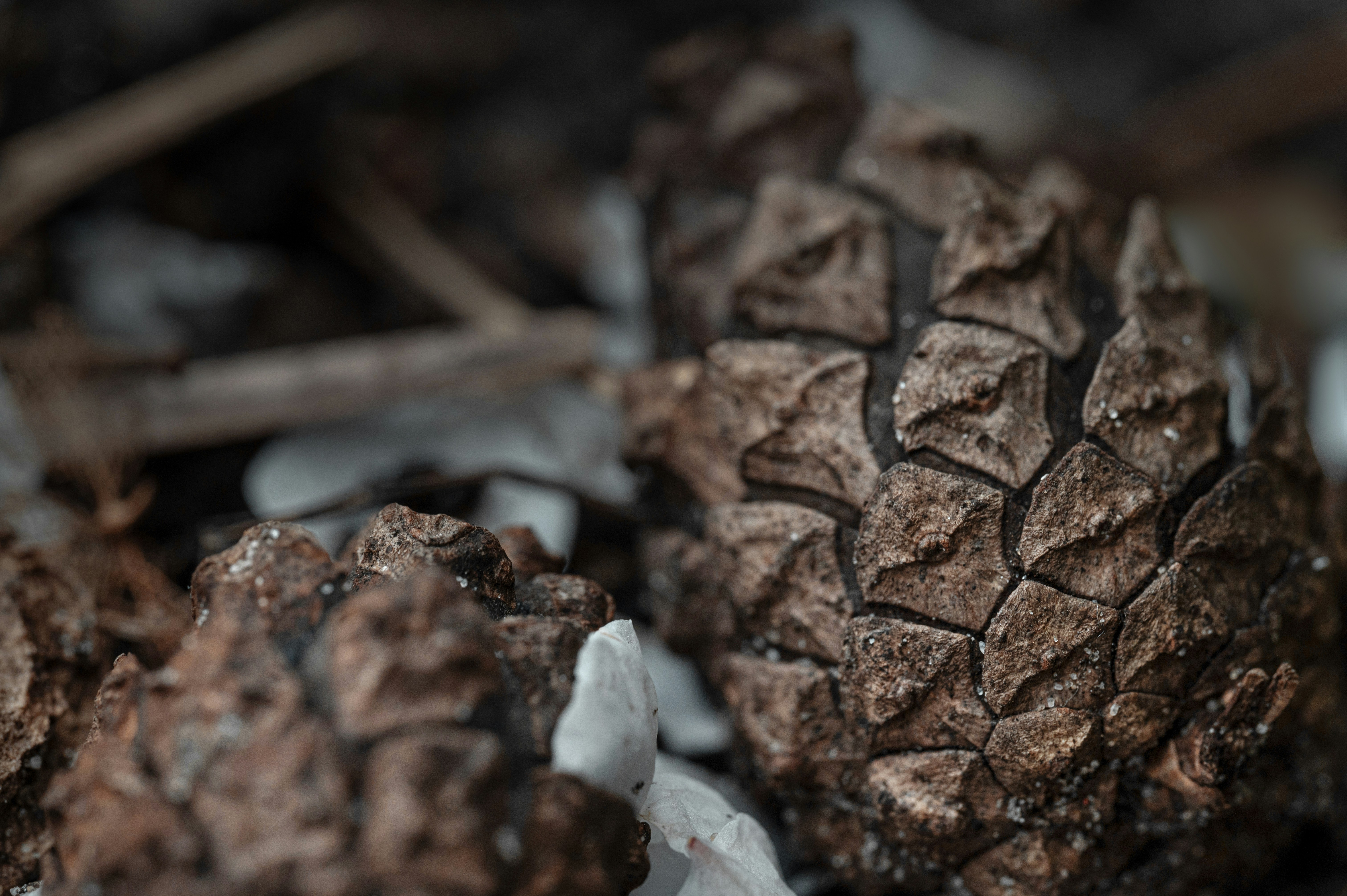 Photo by Volodymyr Leush with Nikon Z6