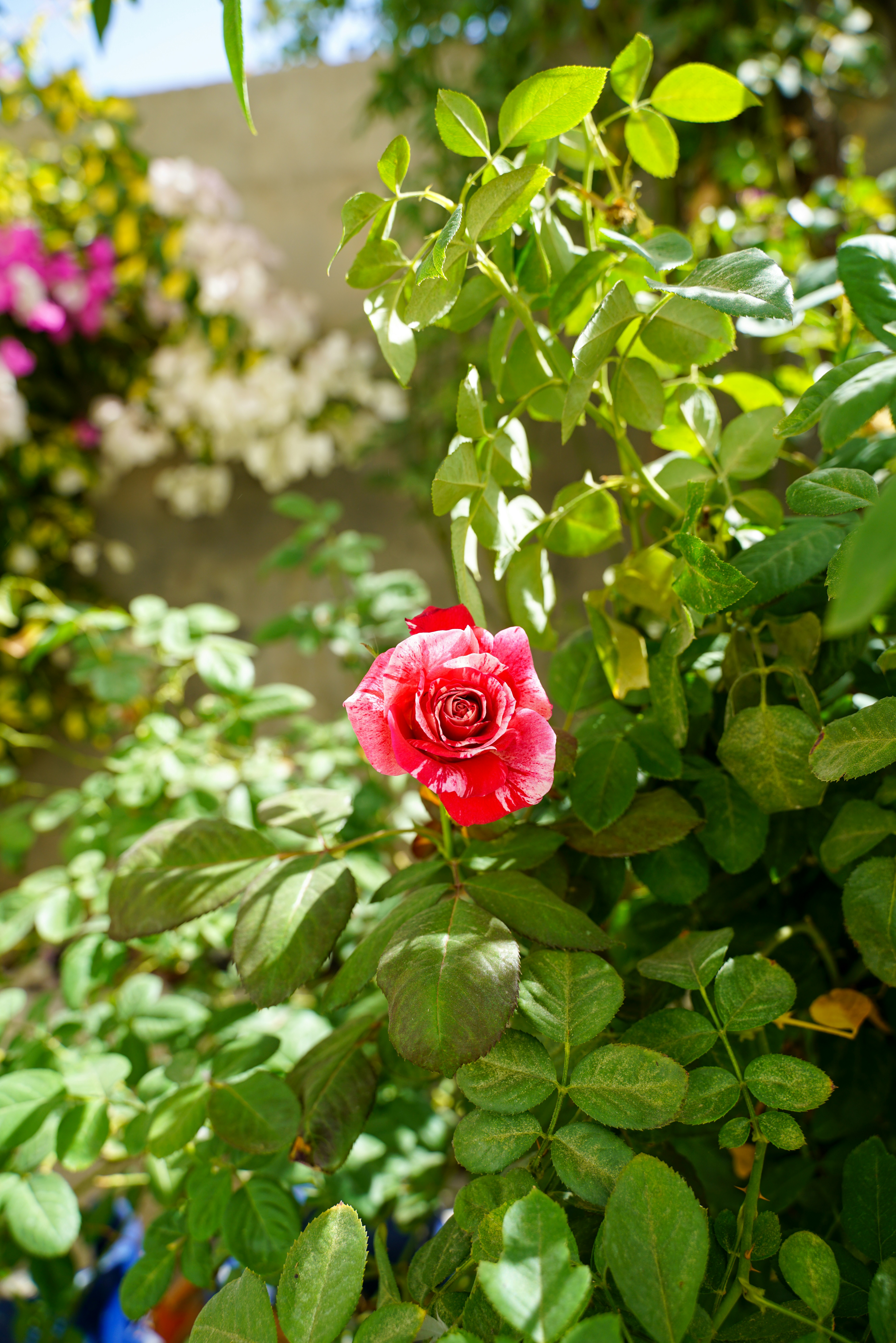 Photo by George 🦅 with Sony Alpha 7R II