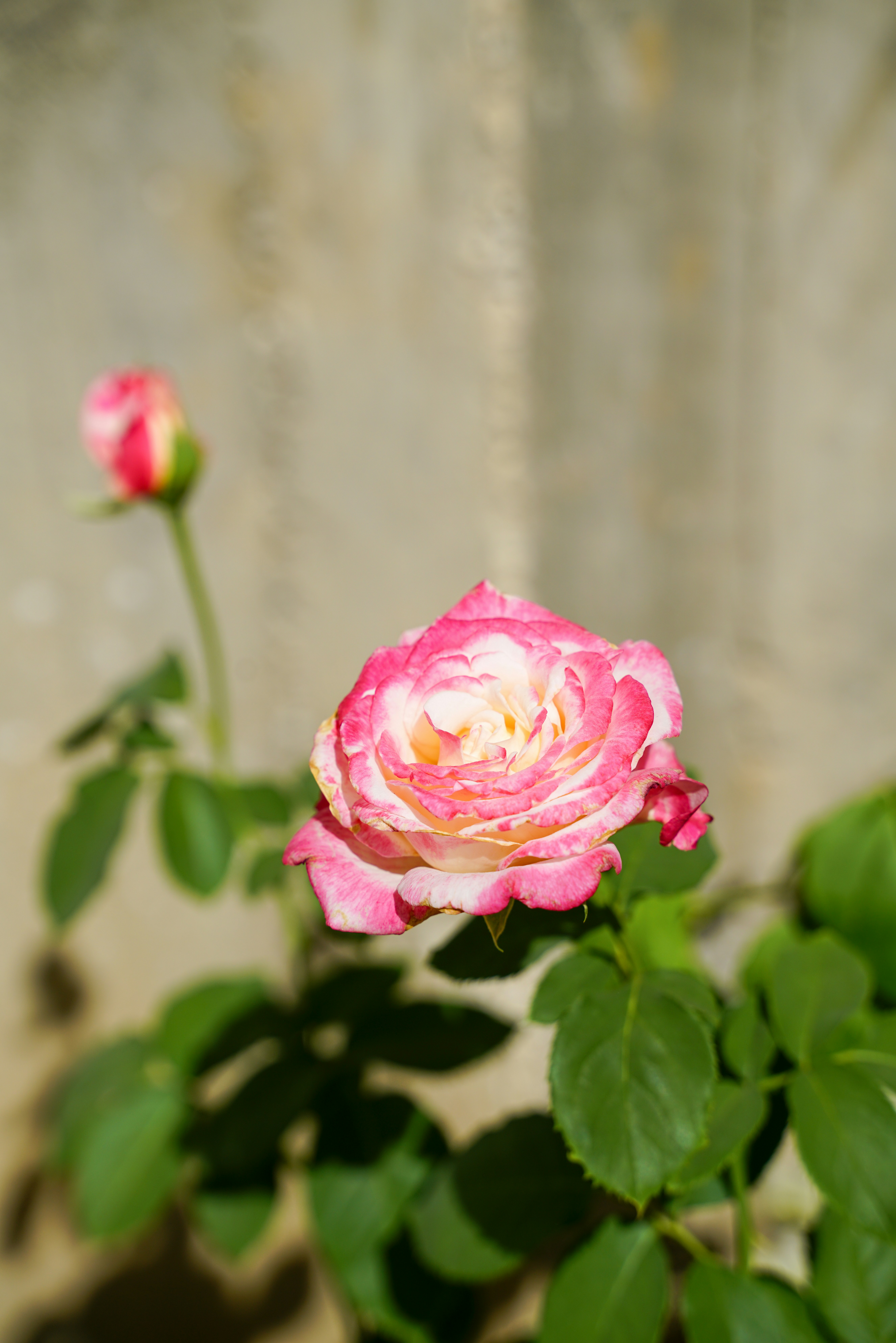 Rose in Soft Focus: A Pink-White Bloom with Buds Against a Tender Wall