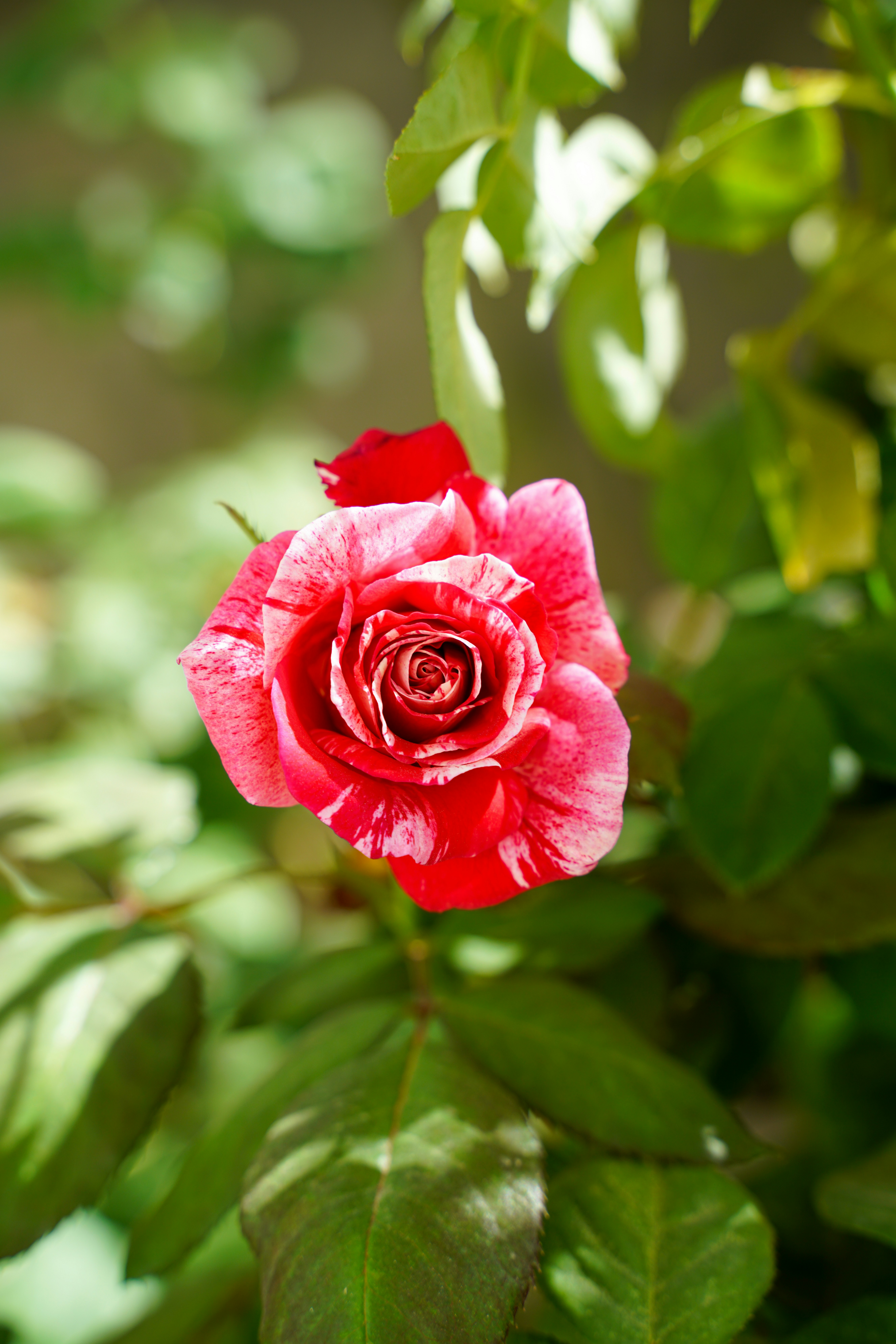 Crimson Bloom: A Rose in Clear Focus Amid Gentle Foliage