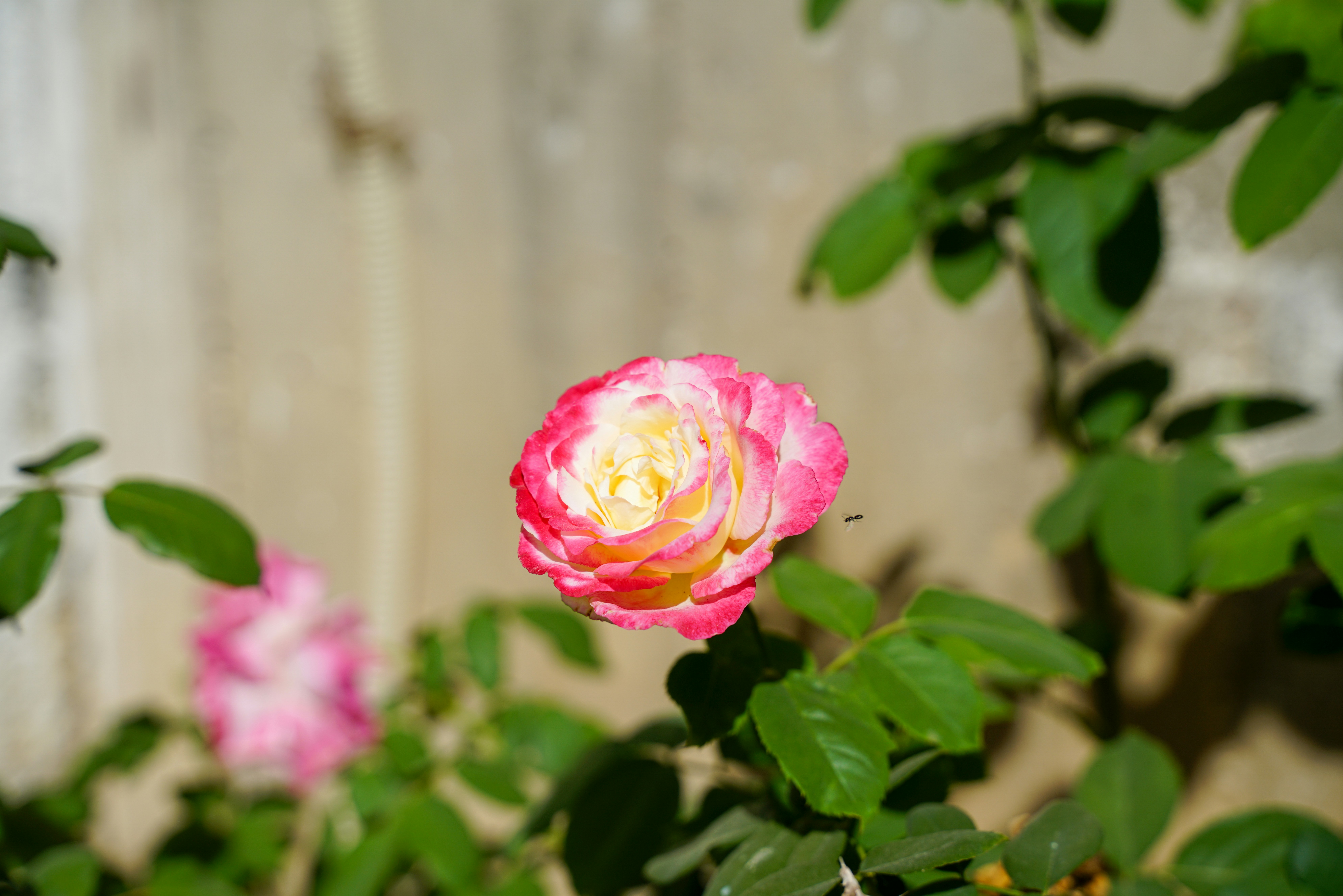 Photo by George 🦅 with Sony Alpha 7R II