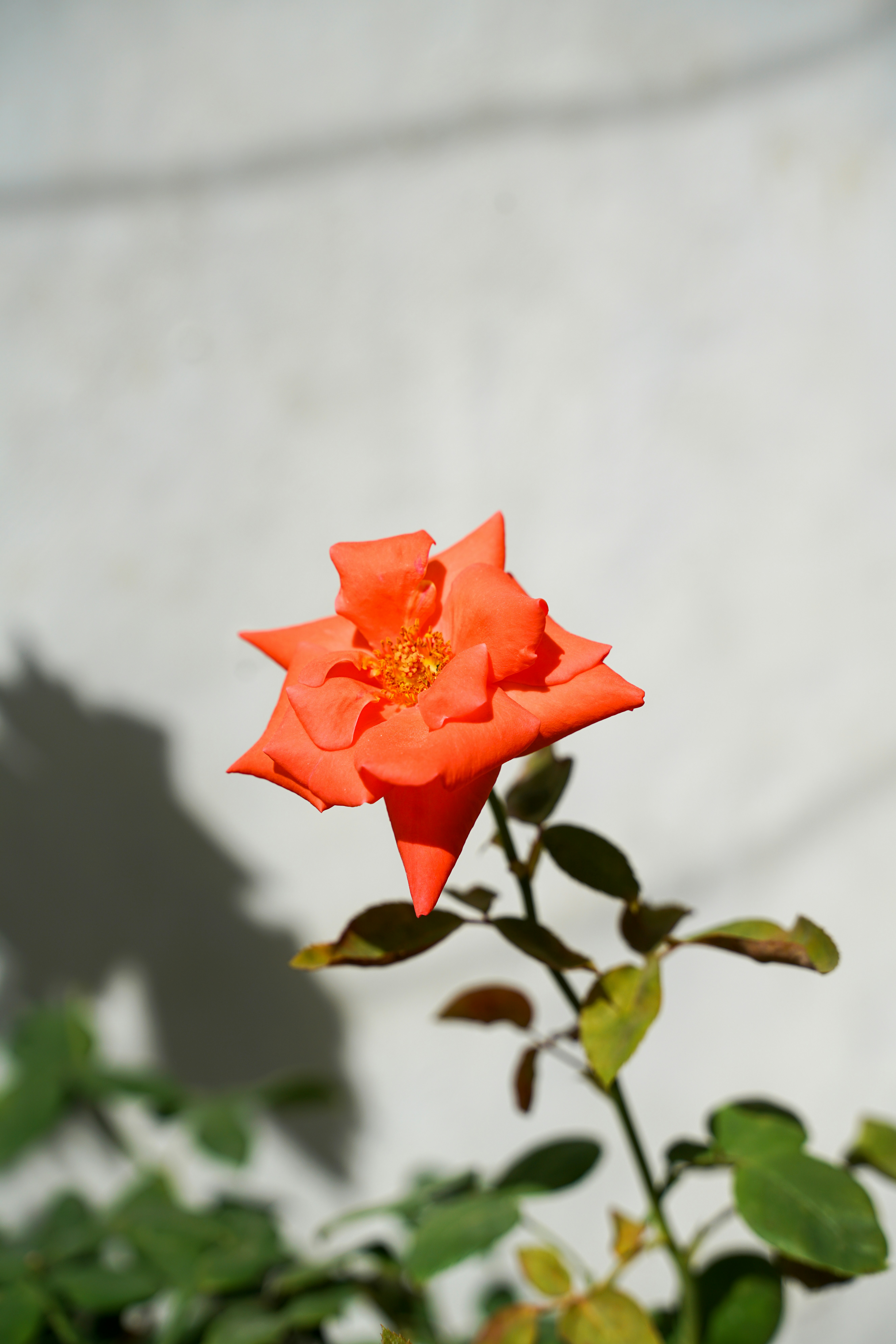 Flame Bloom: a coral rose cresting a sunlit wall