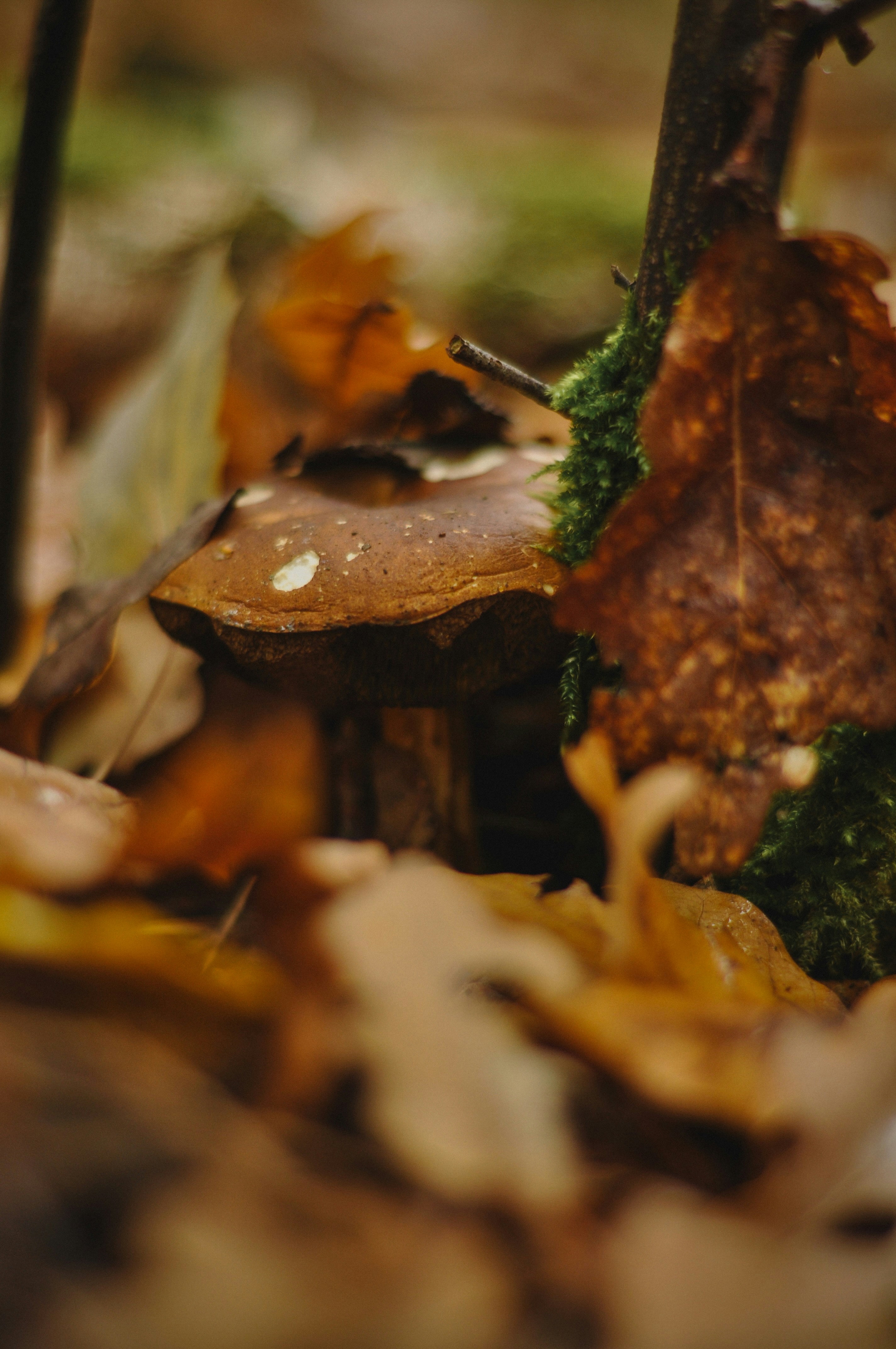 Brown Mushroom and Leaves in the Autumn Forest