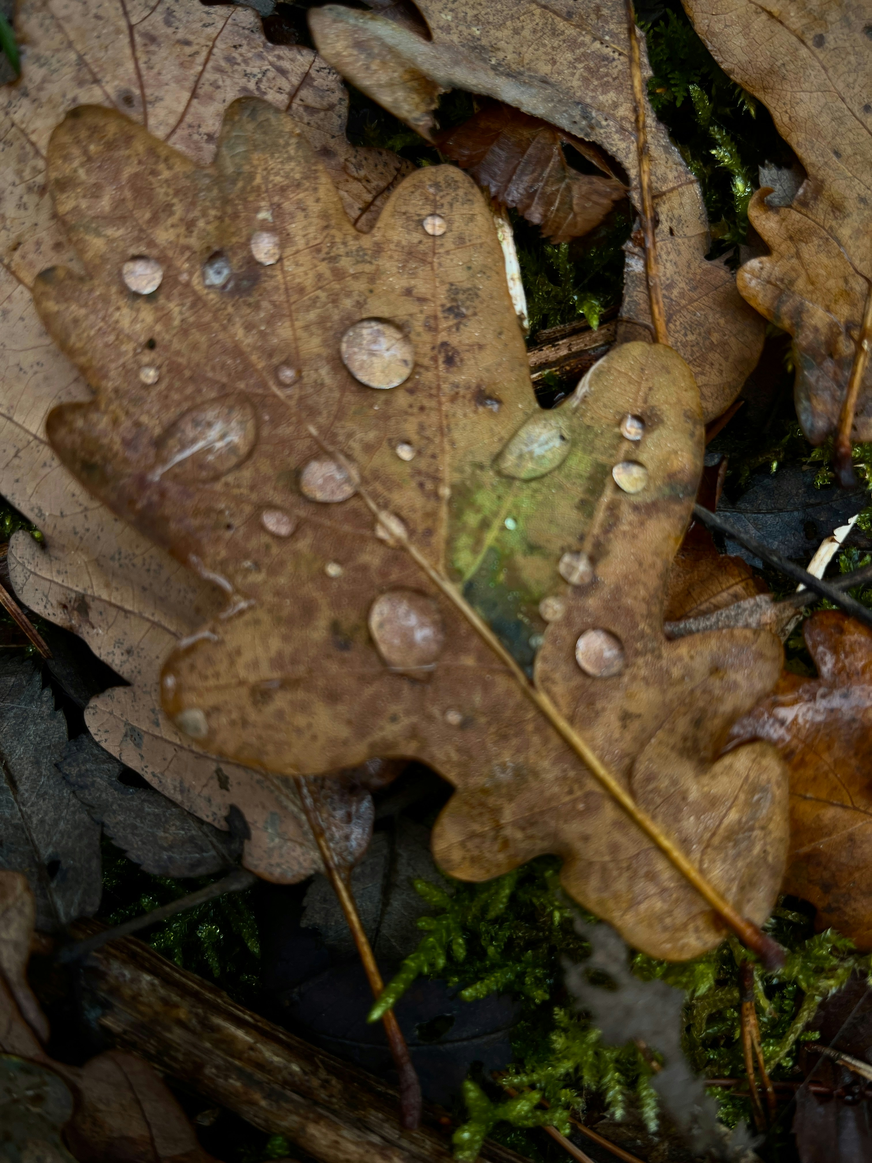 Dew-kissed Oak Leaf Resting in Damp Forest Bed