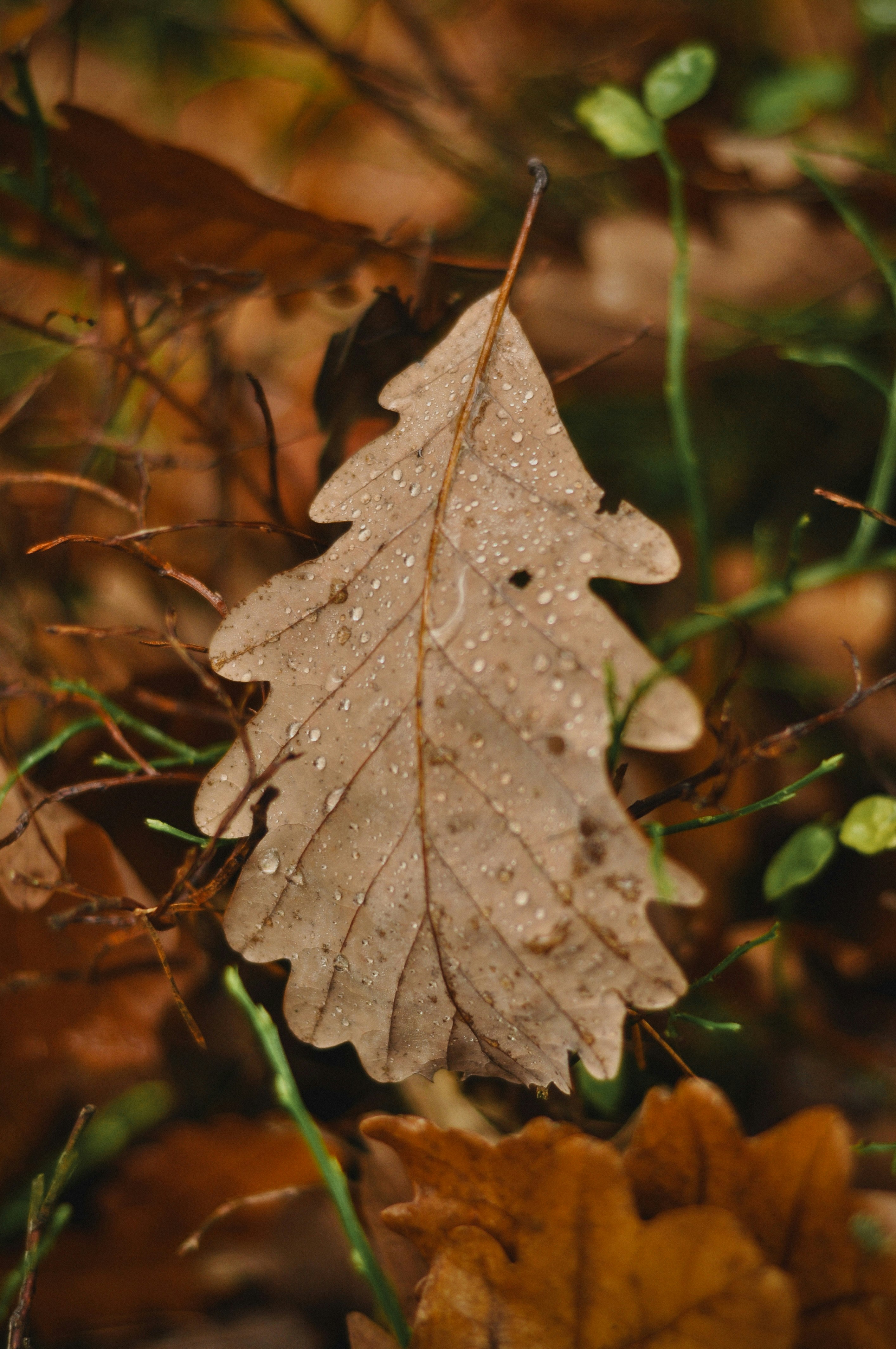 Macro Photo of Autumn Oak Leaves with Dew Drops