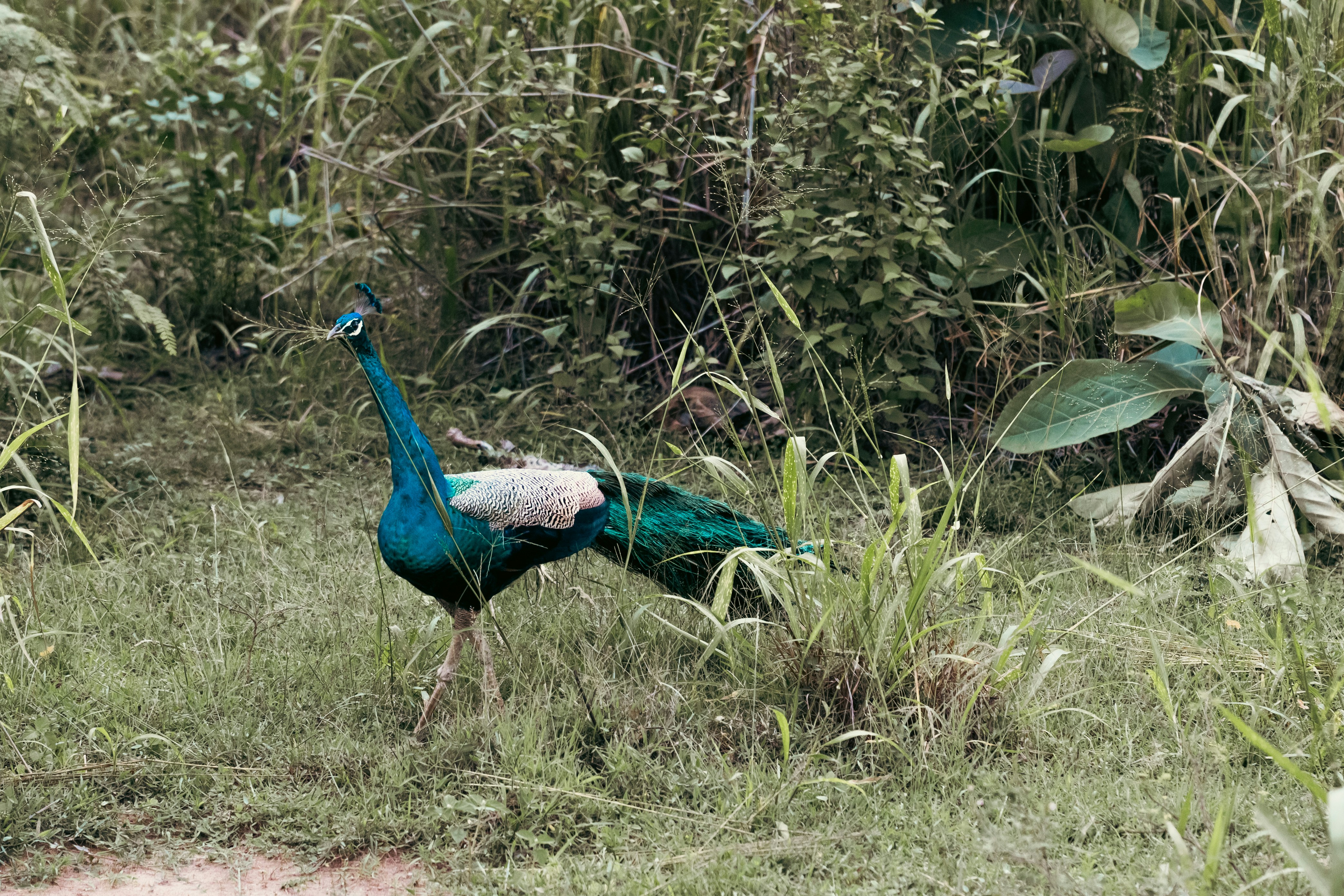 Azure on the Path: A Peacock Strolls Through Quiet Green