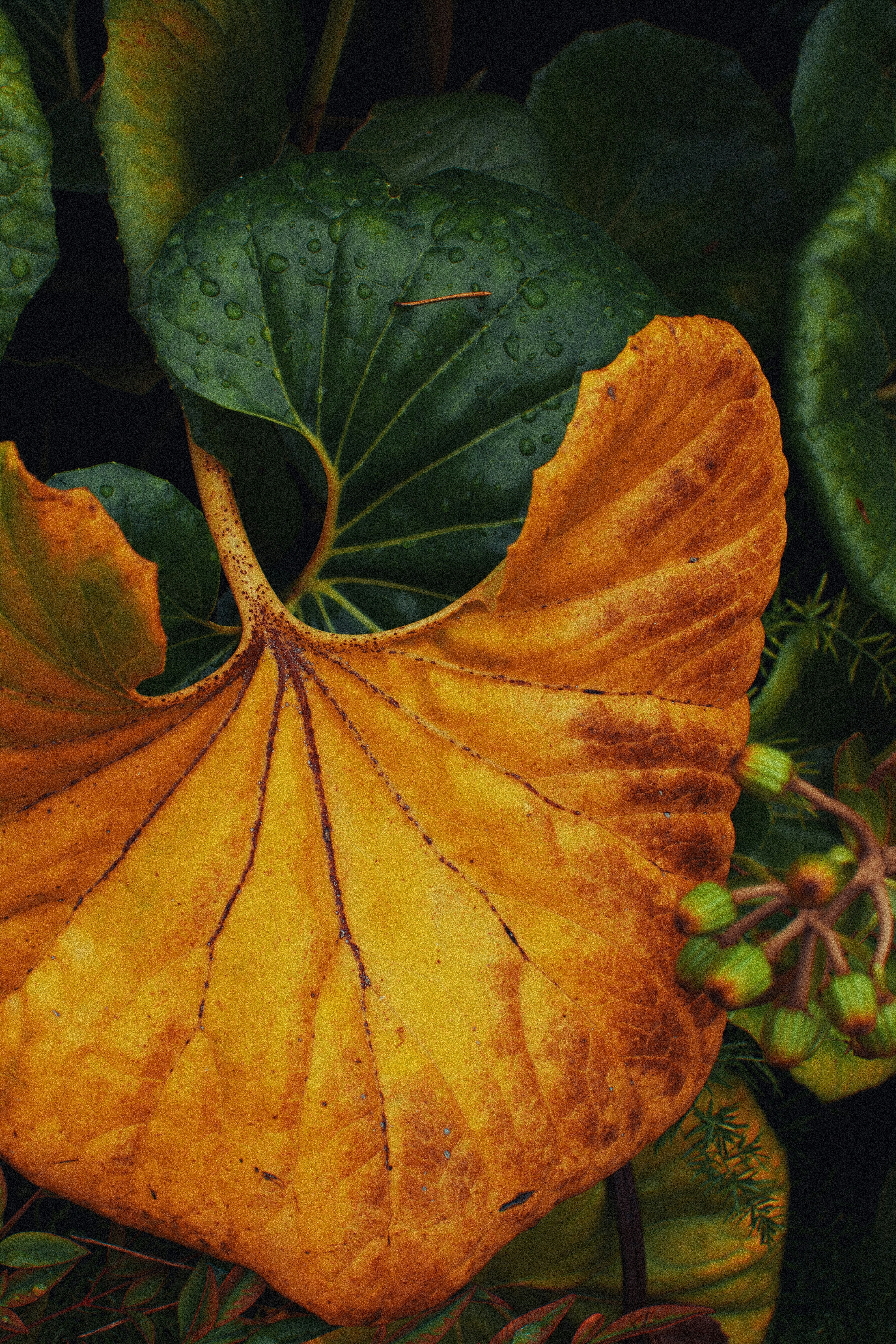 Autumn Veil: a single orange leaf atop emerald greens