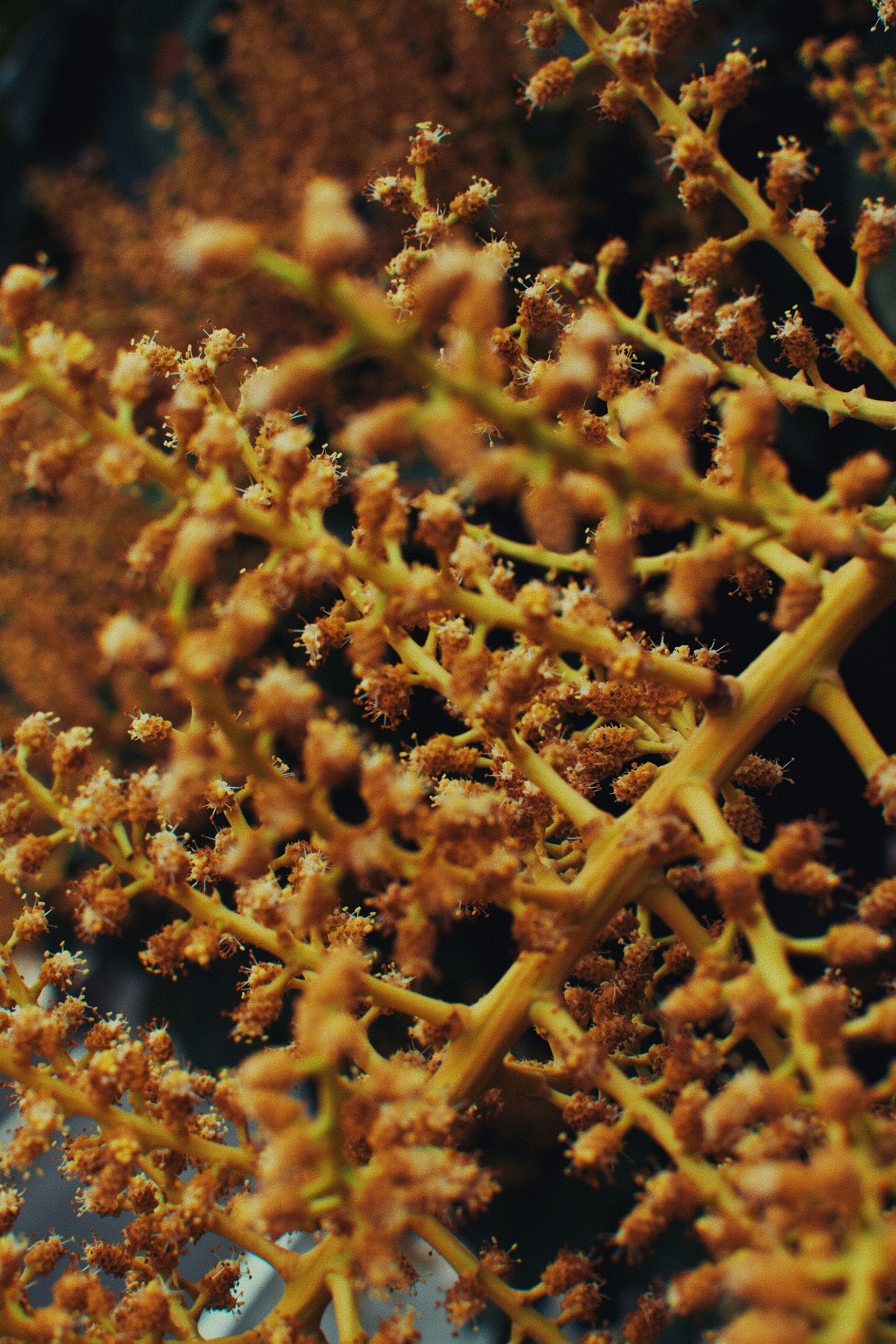 Golden plant details captured in a soft, natural close-up, with warm textures and delicate depth.