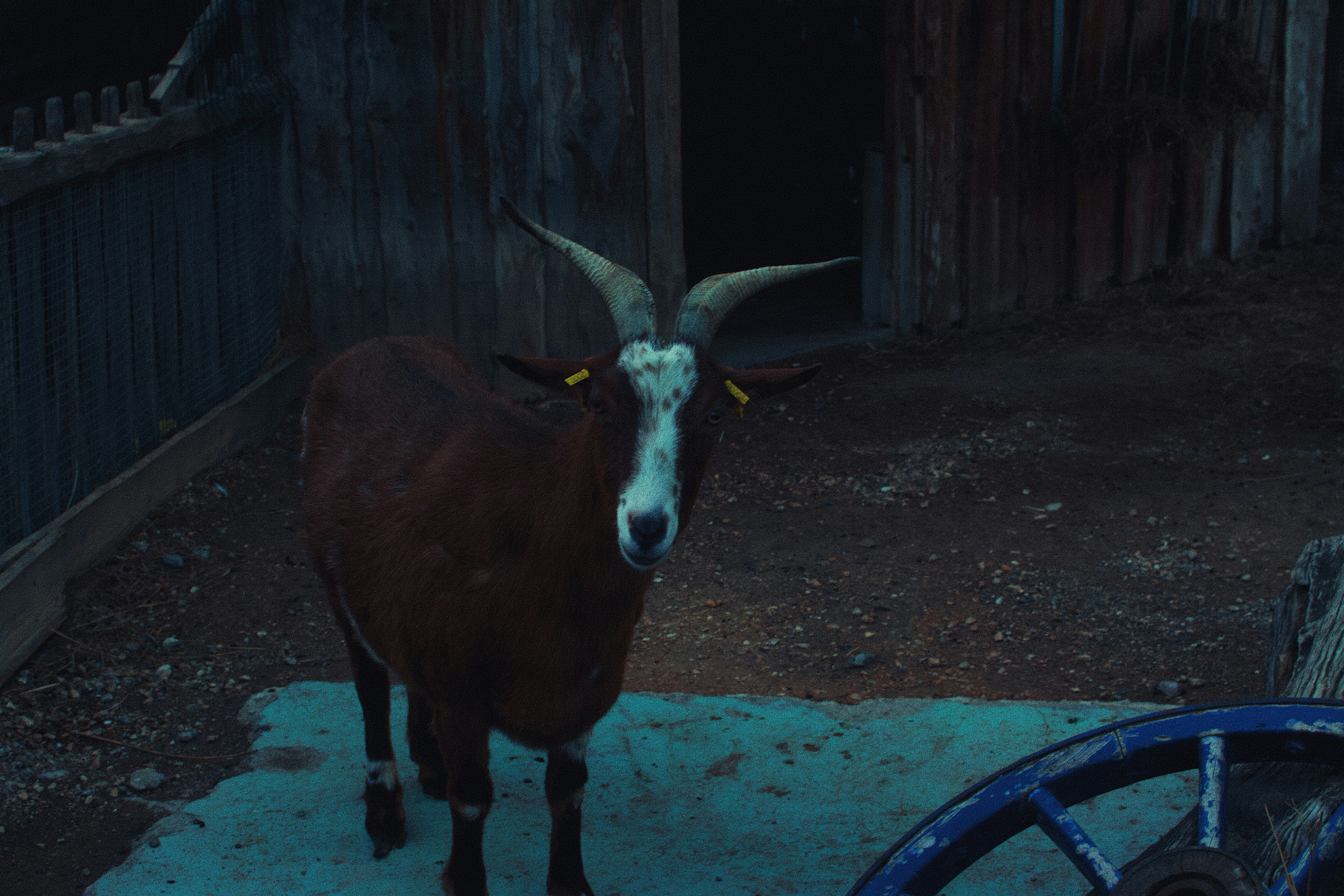 A goat standing calmly in a rustic enclosure, captured in soft, cinematic lighting.