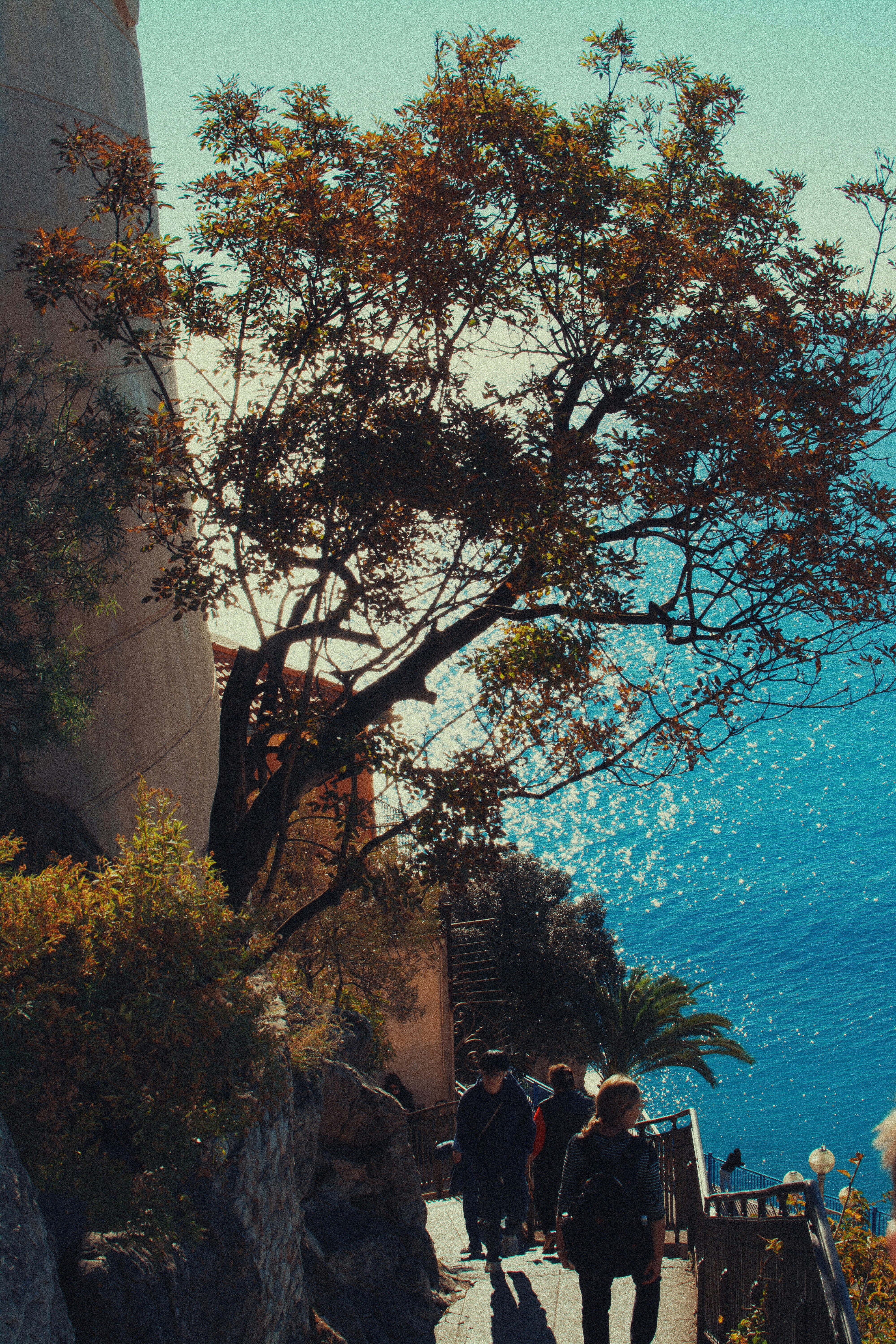 Sunlit Ocean Path: A Terrace Walk Beneath a Gnarled Tree