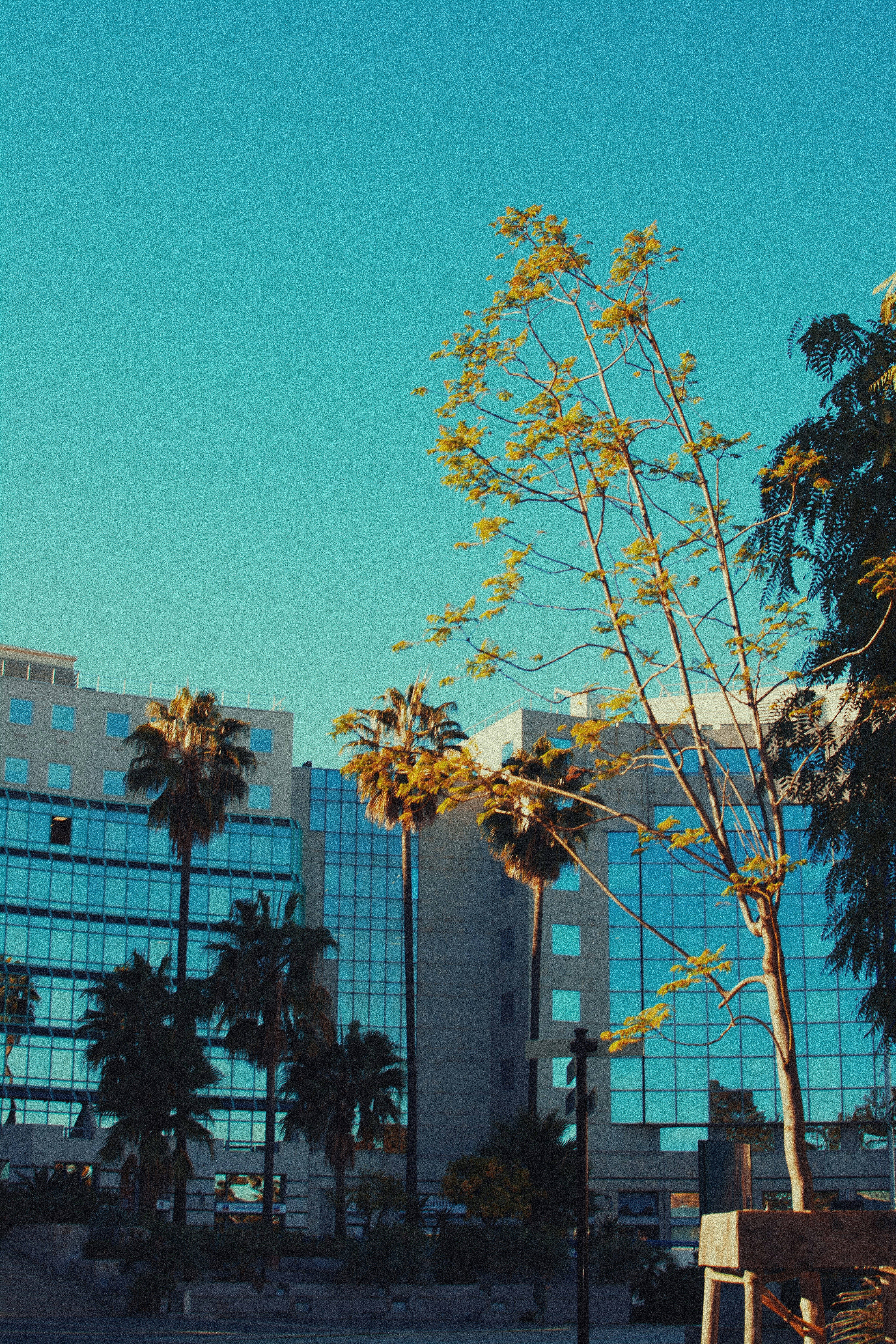 A tall tree reaching into a clear sky, framed by modern buildings and soft afternoon light.