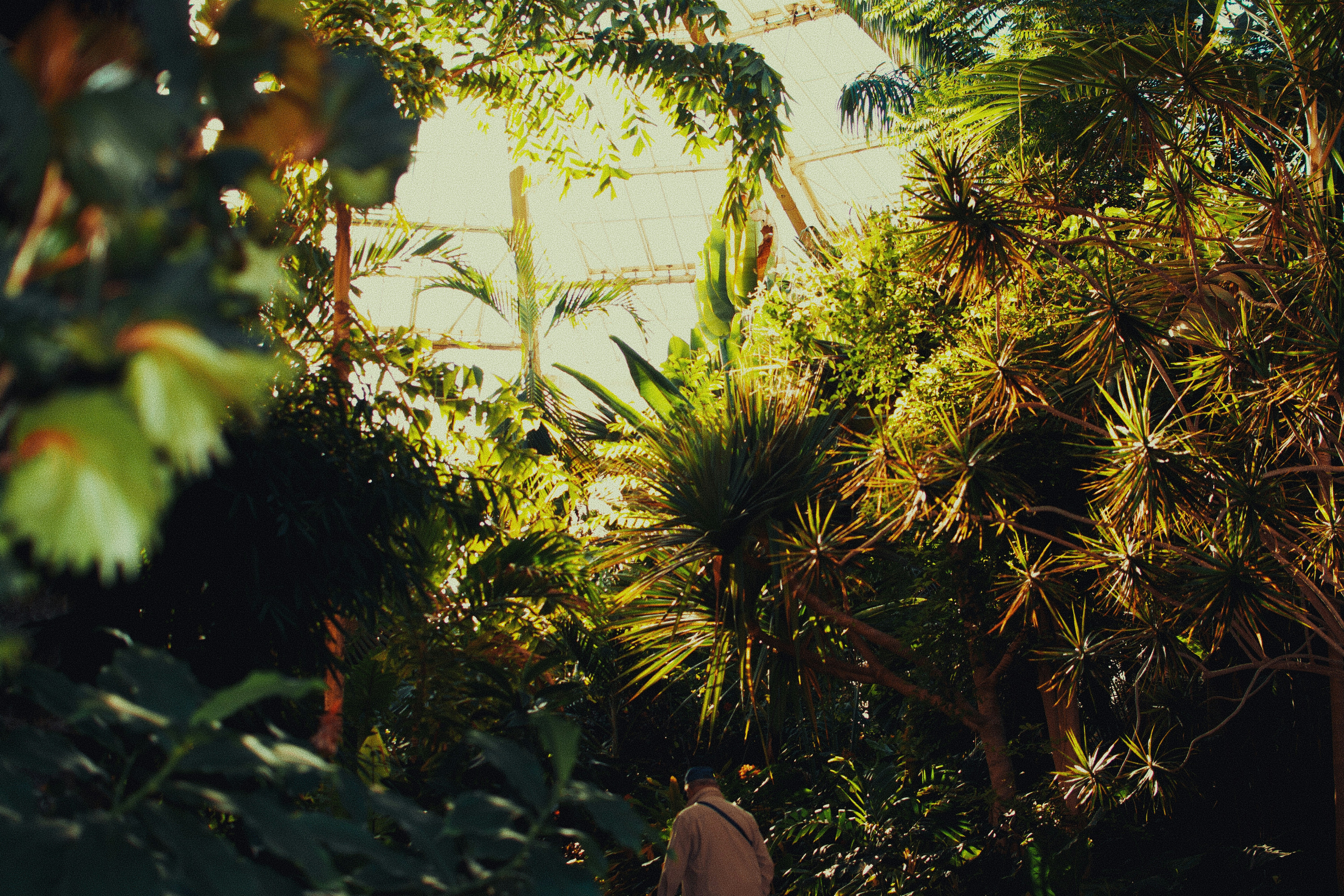 Sunlit tropical plants inside the greenhouse of Parc Phoenix, with warm, lush greenery filling the frame.
