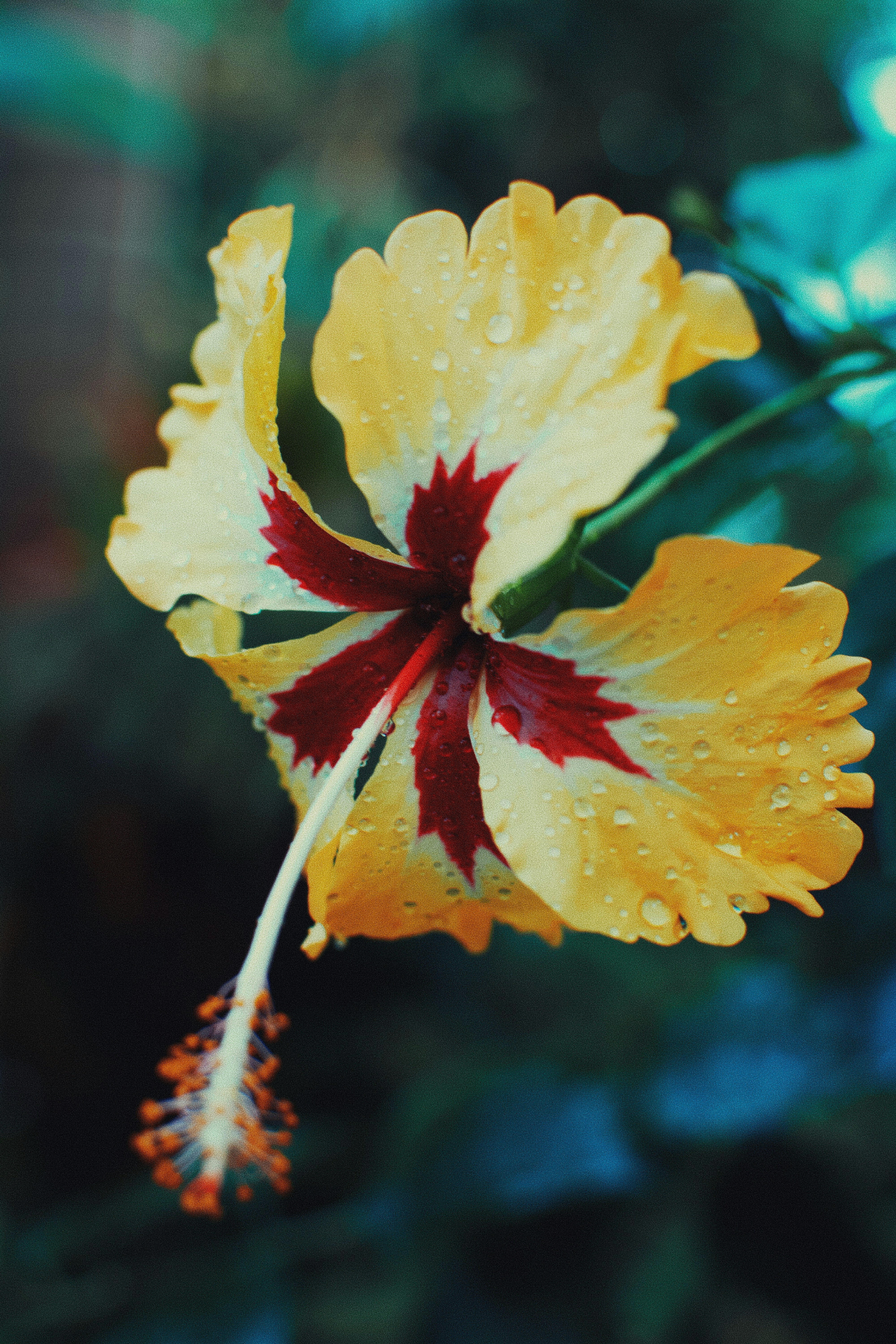 A yellow and red flower covered in water droplets, captured with soft cinematic lighting.”