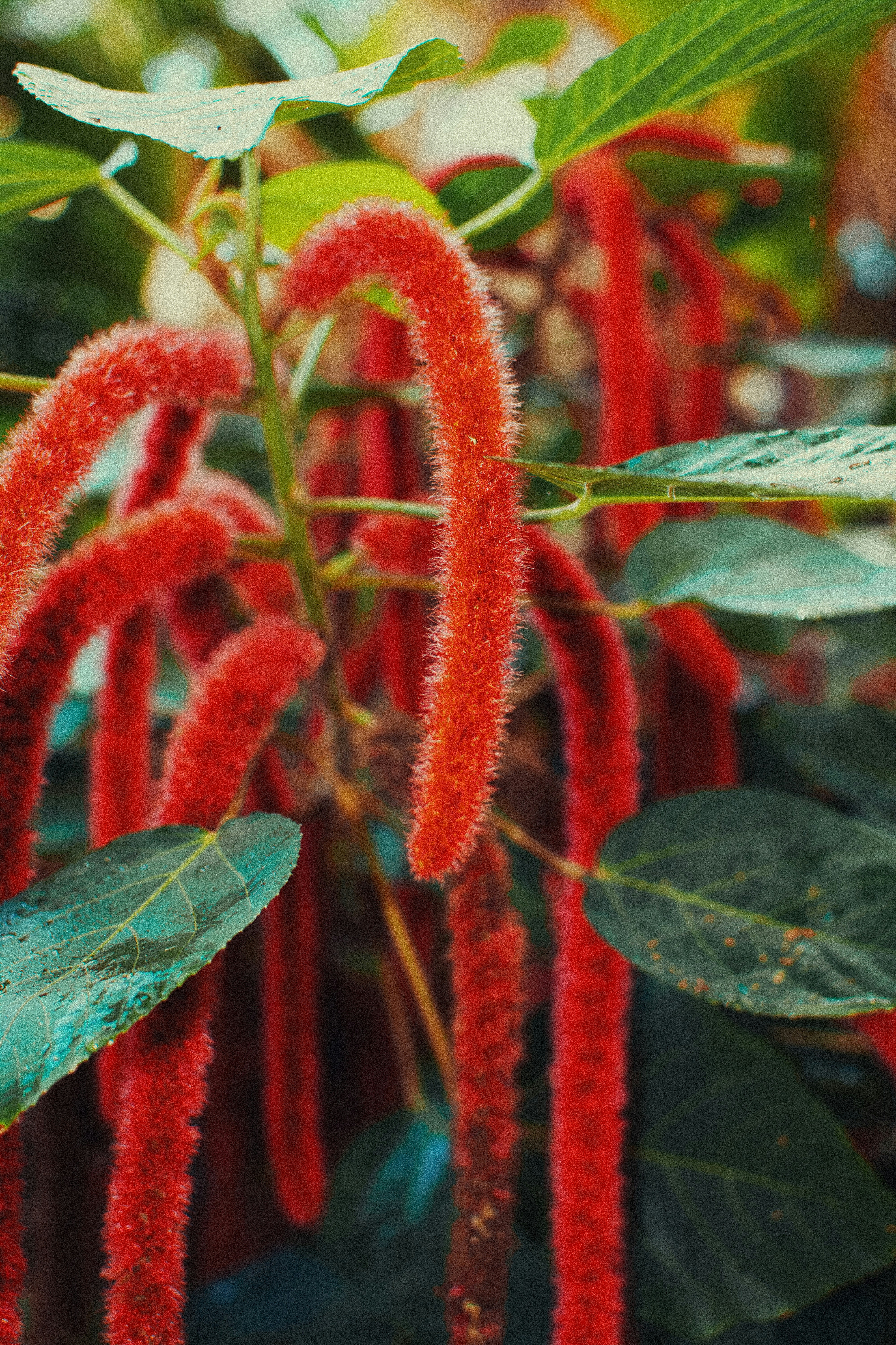 Long red tropical inflorescences hanging between lush green leaves inside the Parc Phoenix greenhouse.