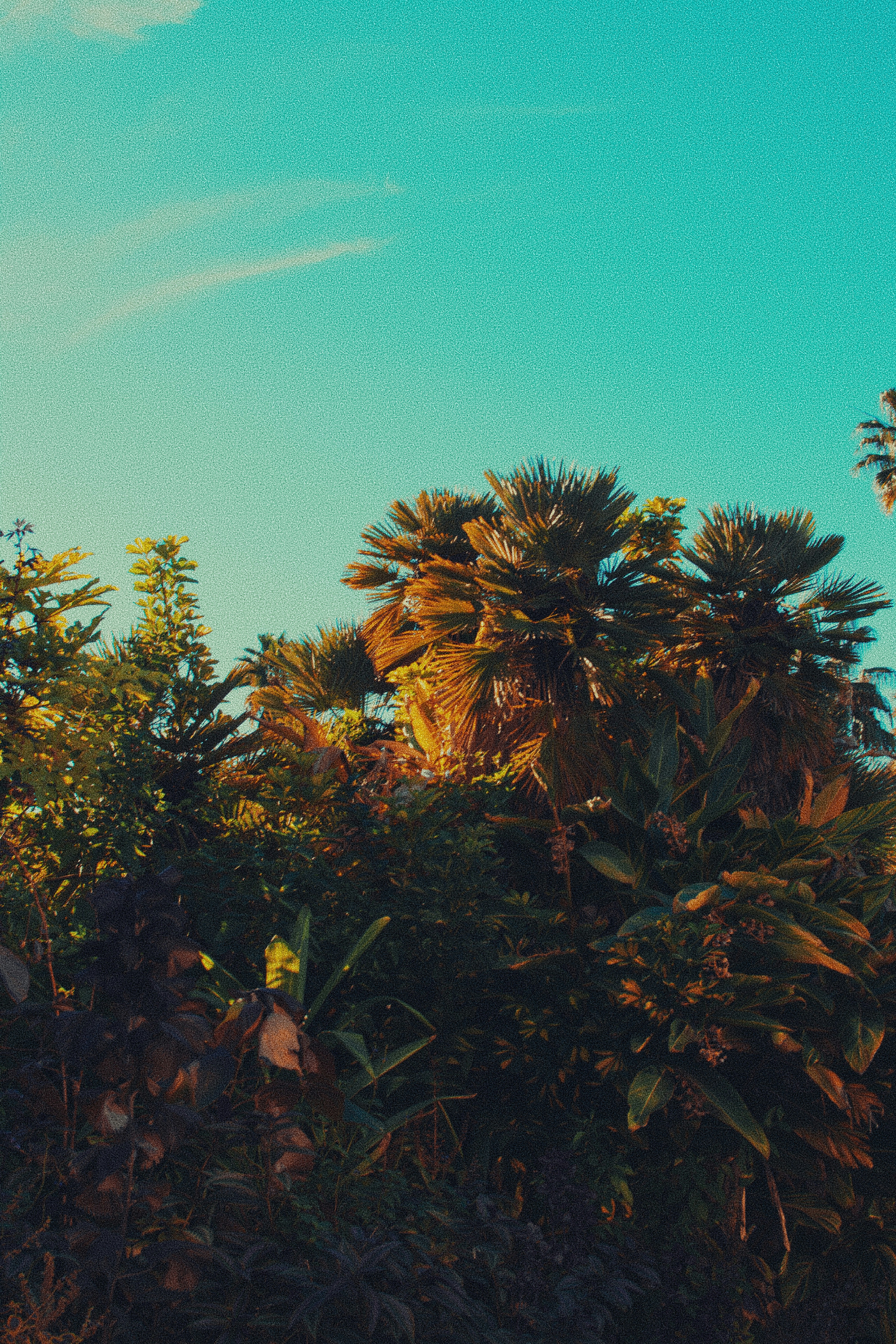 Sunlit Palms Above a Quiet Jungle of Greenery