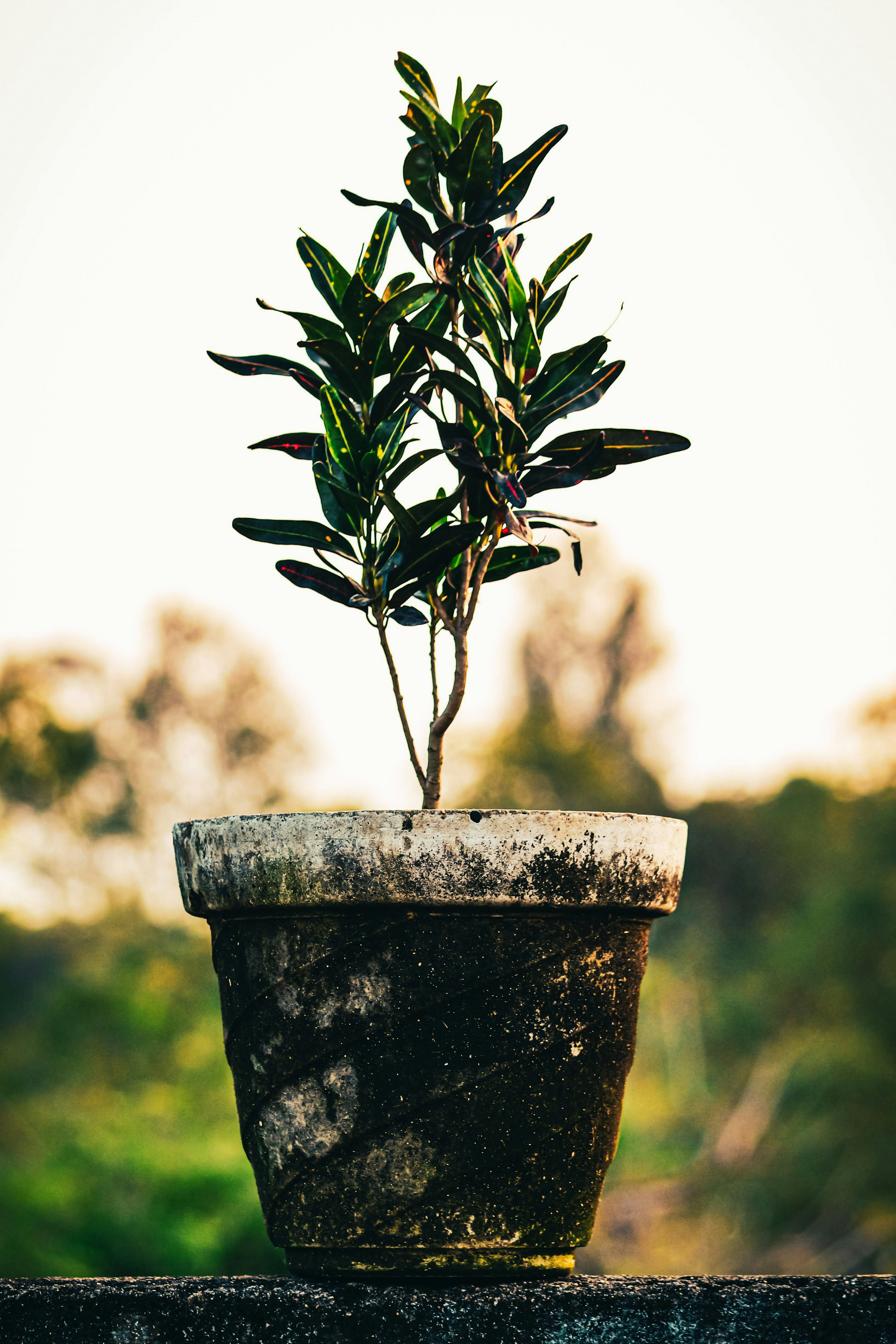 A Tiny Olive Tree Reaches Toward the Evening Sky