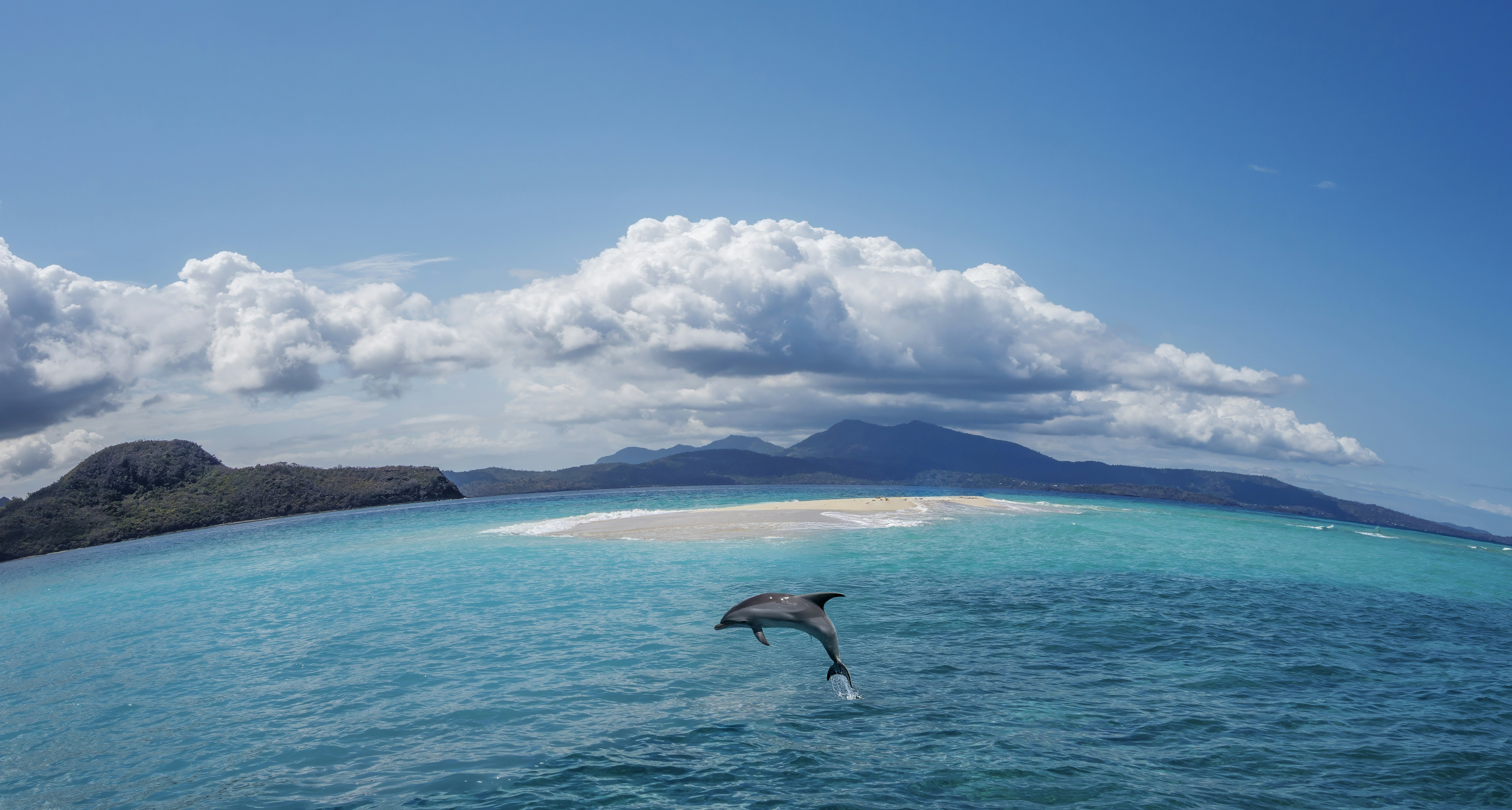 Dolphin Arc: A Silhouette of Marine Freedom