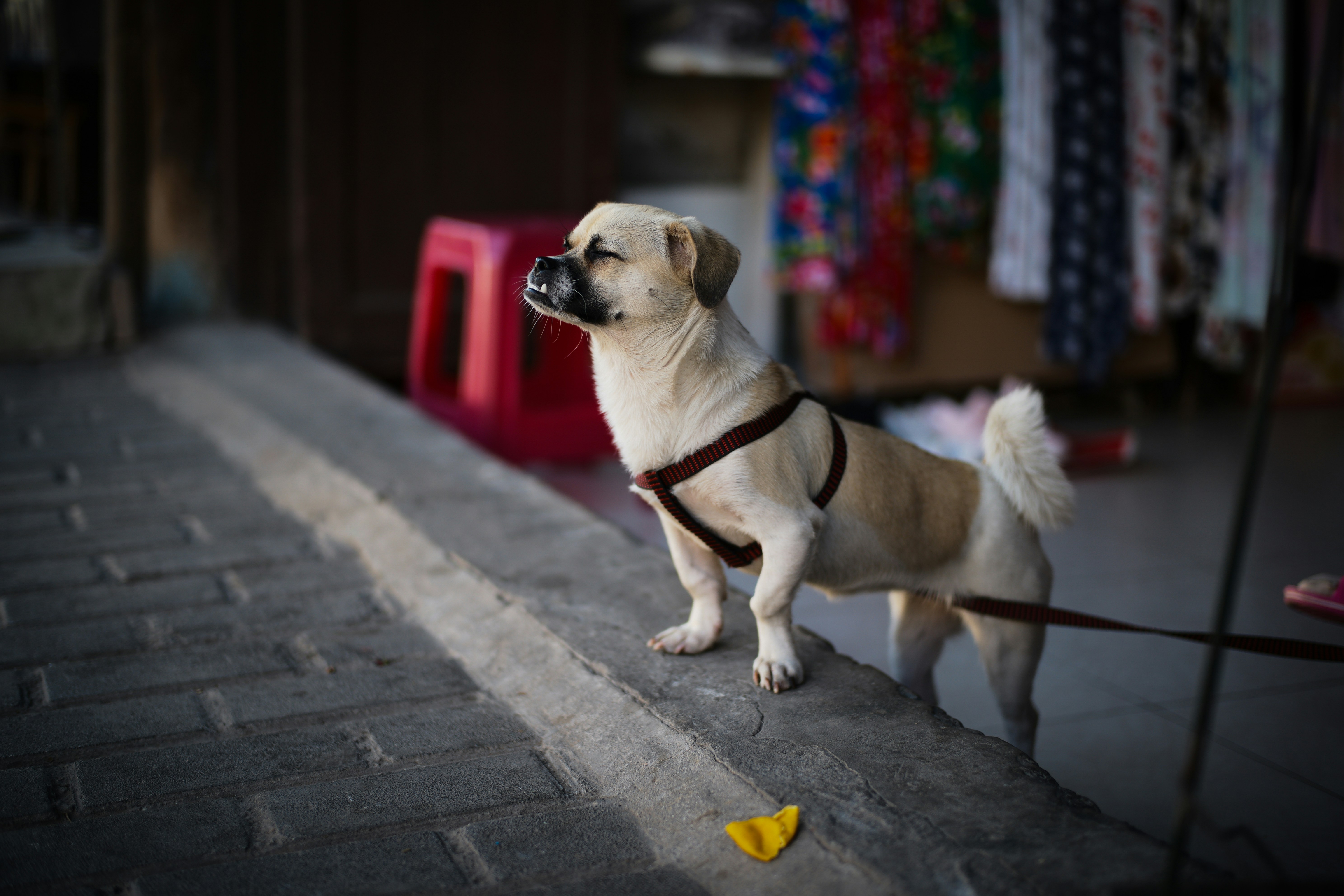 Sidewalk Stance: A Small Guardian Watches from the curb