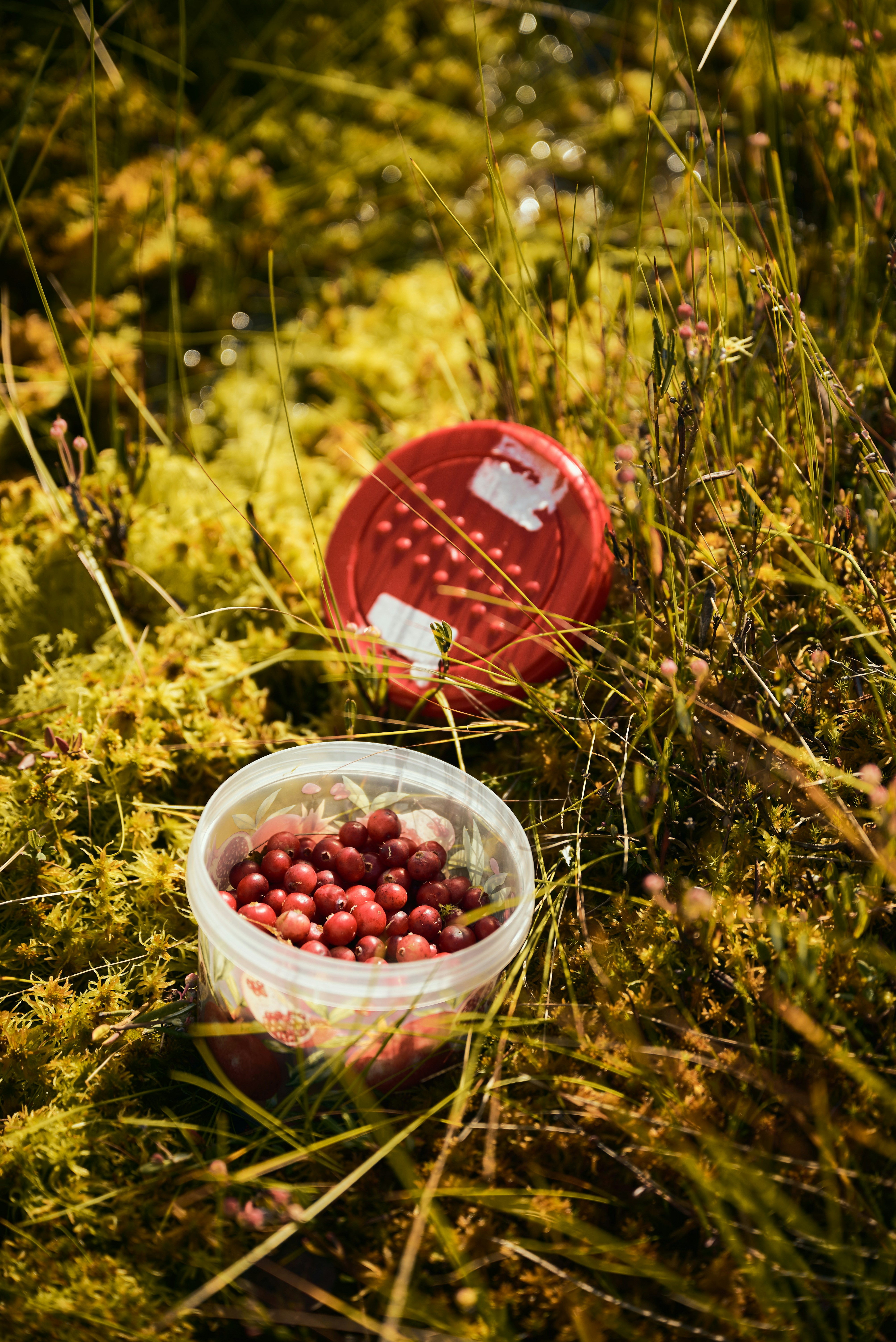 Crimson Lid in a Meadow of Gold