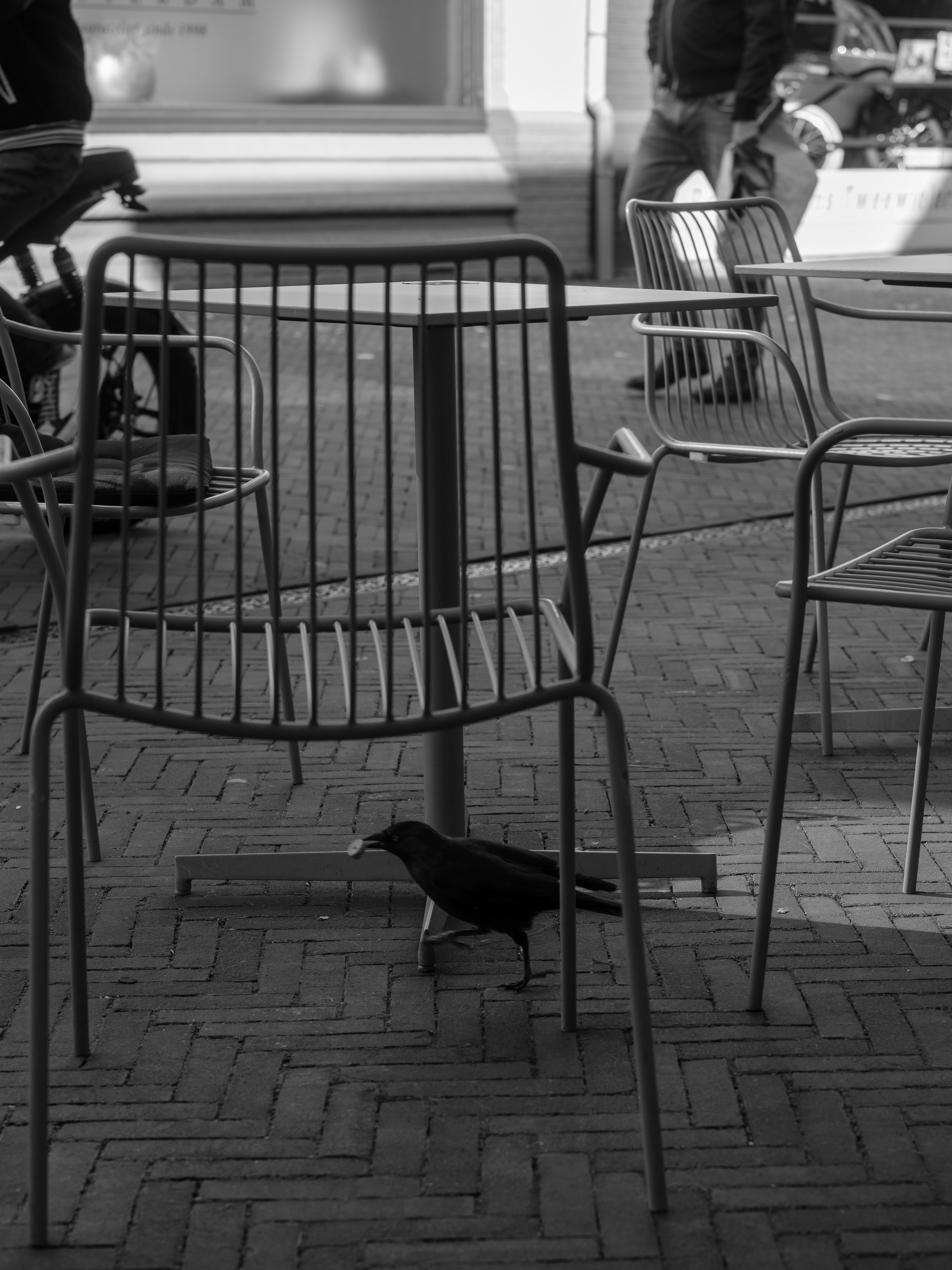 Umbrella of Chairs: A Black Crow Pauses Under a Café Park