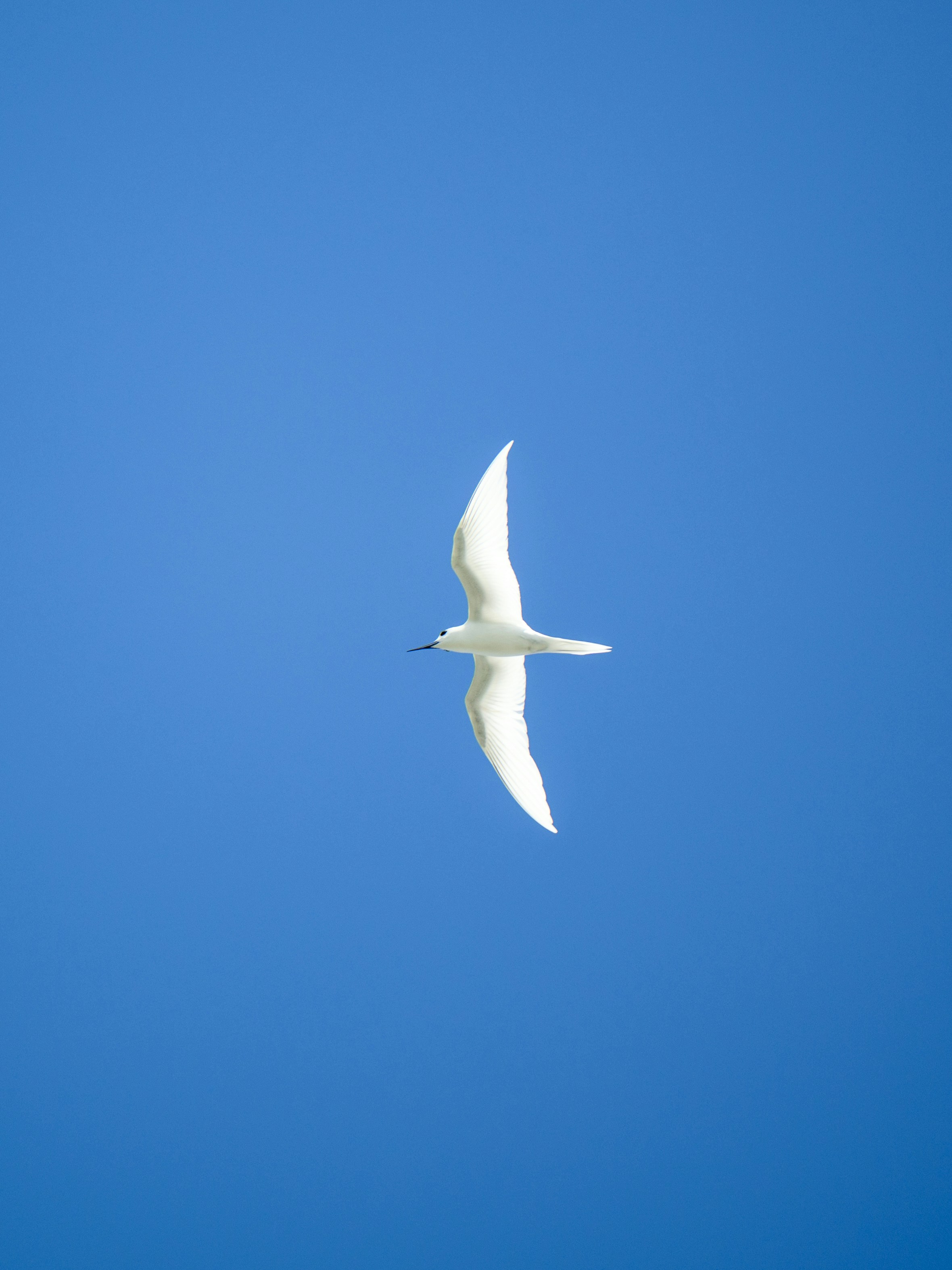Soaring Silhouette: A Lone Gull Traces the Sky
