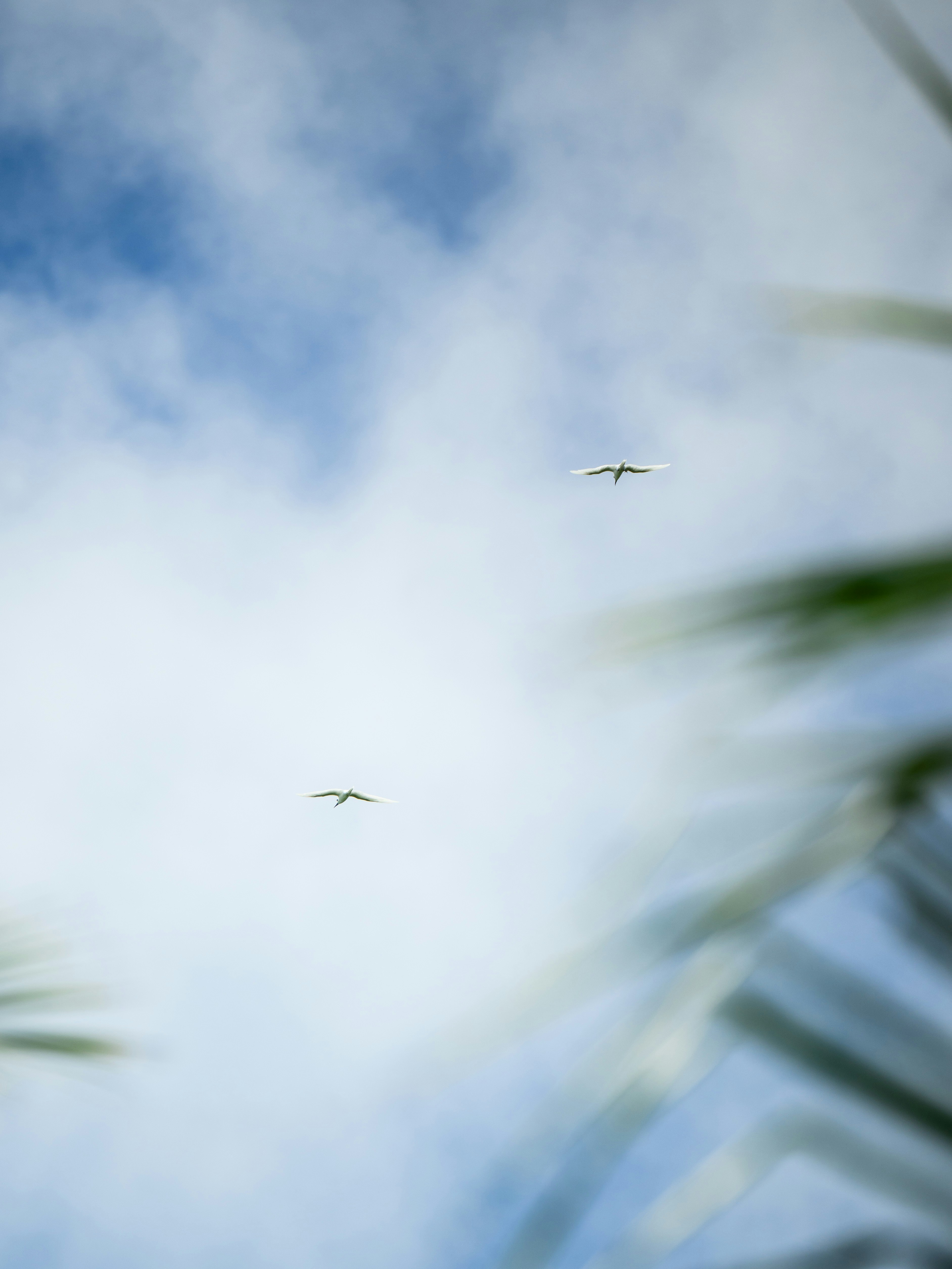 Photo by Libaan Liraaru with Nikon Z8