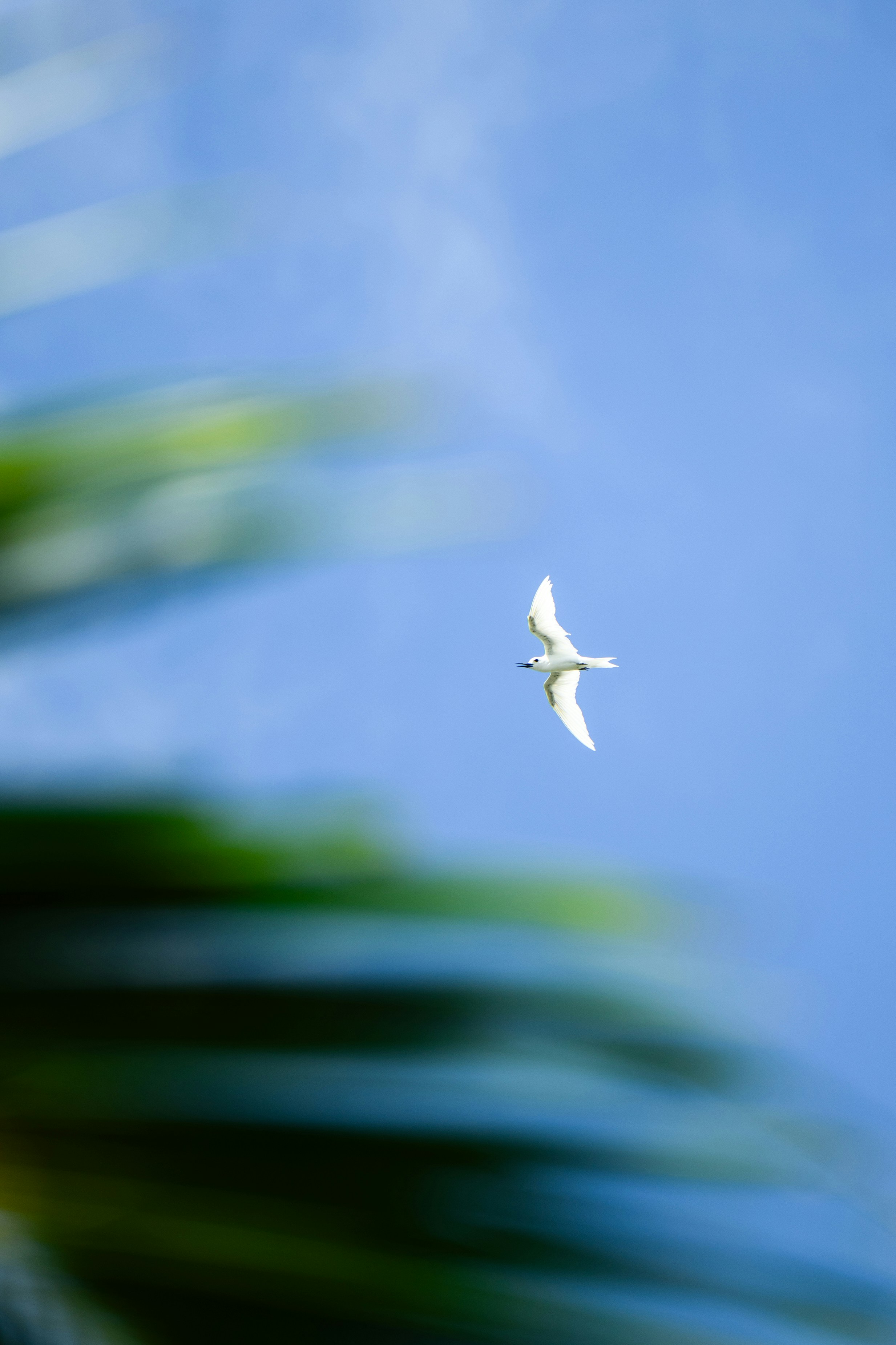 Soaring White Silhouette Against Azure Sky