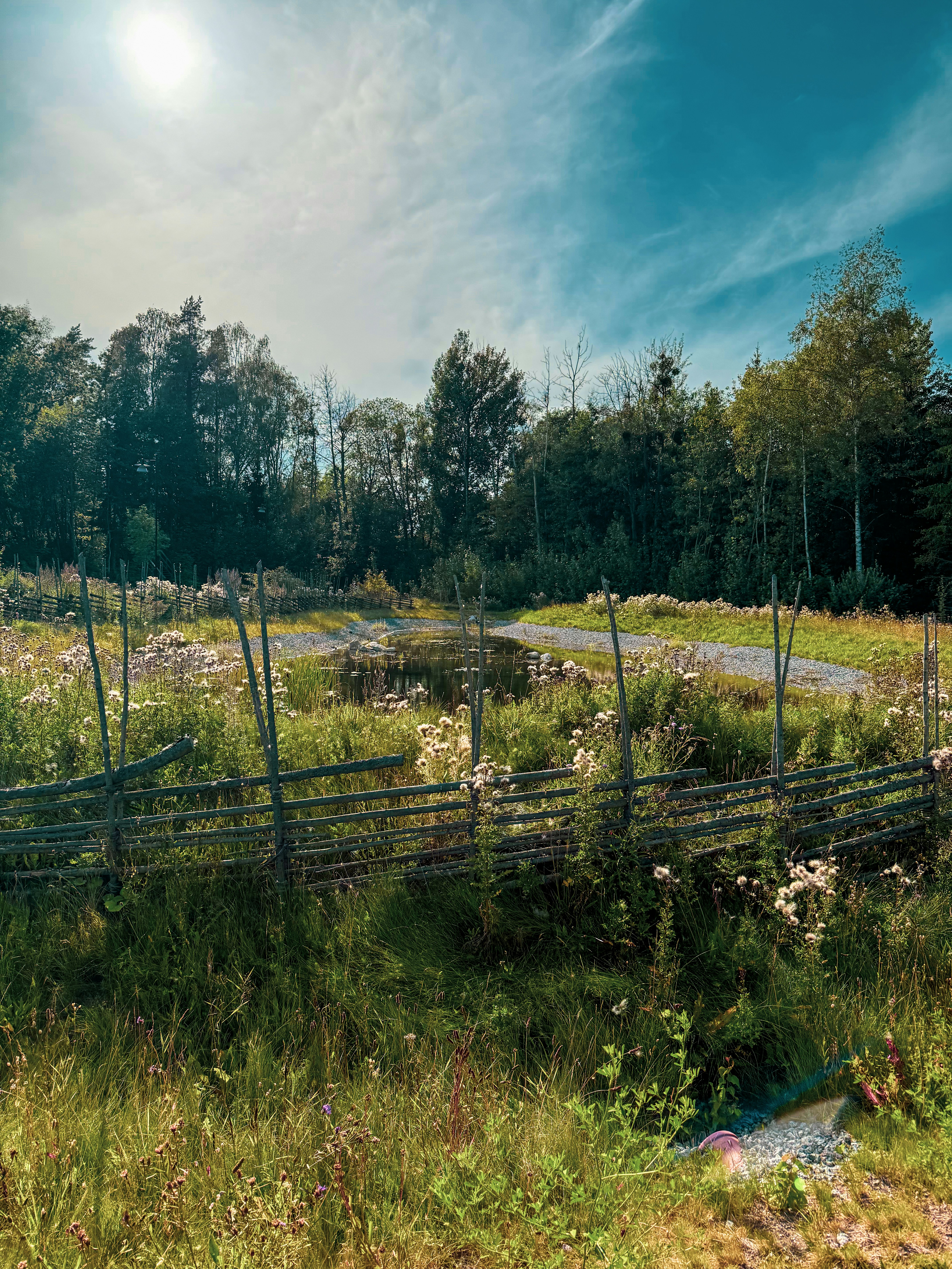 Sunlit Hollow: A Quiet Fence Fringed Path Through Wildflowers