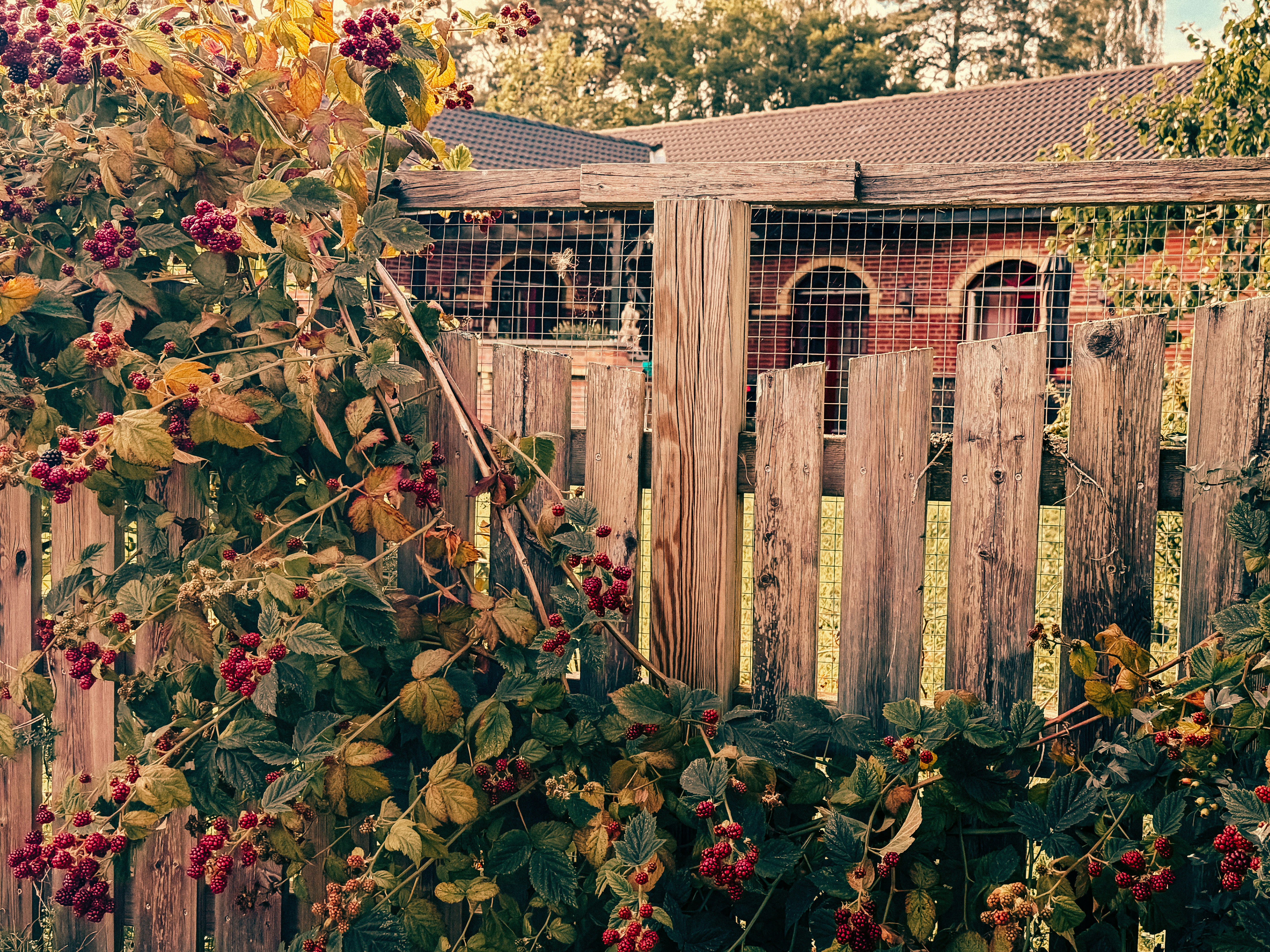 A rustic wooden fence with berry vines, in front of a cozy home.