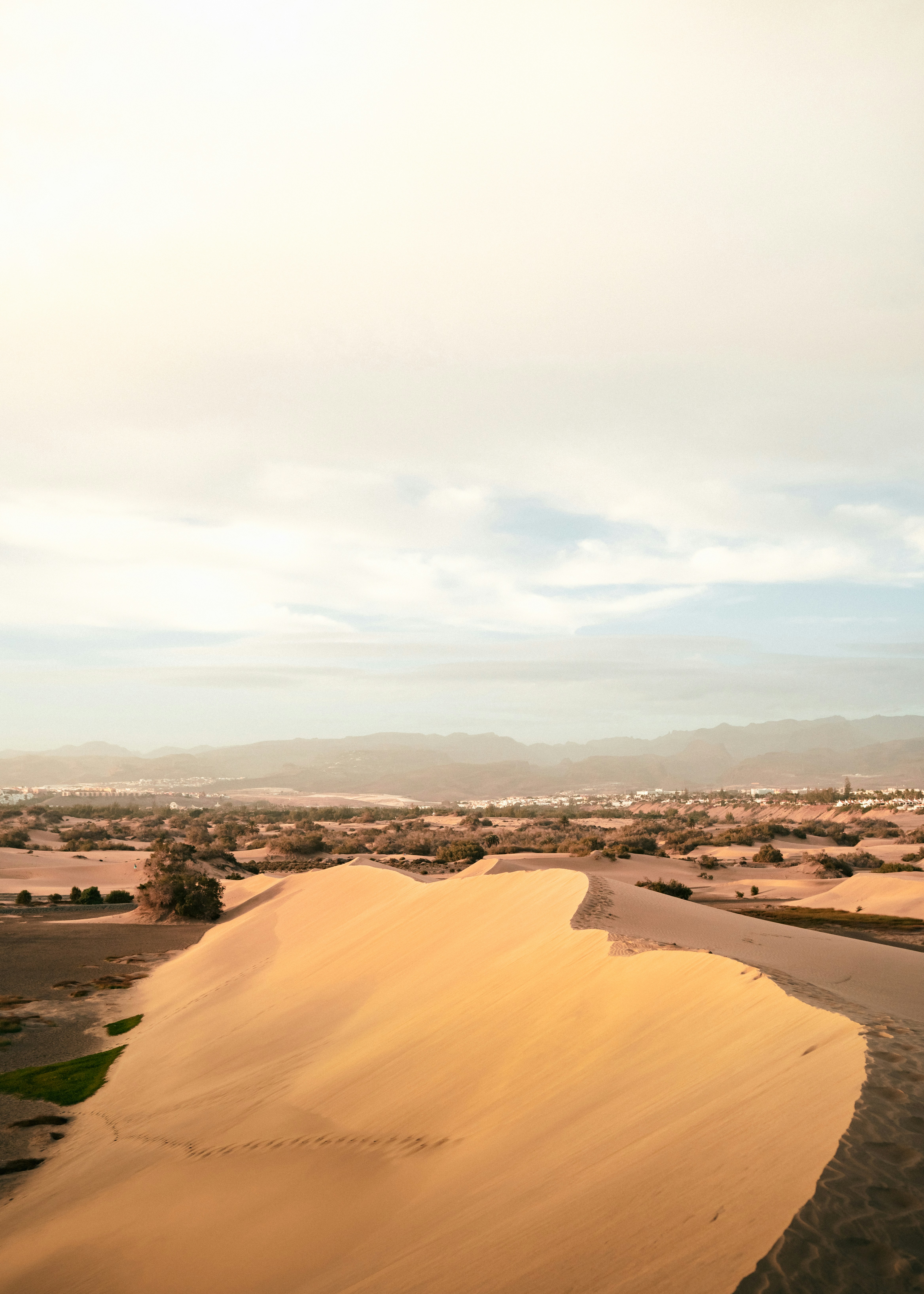 Dune Crest at Dusk: A Silent Sea of Gold
