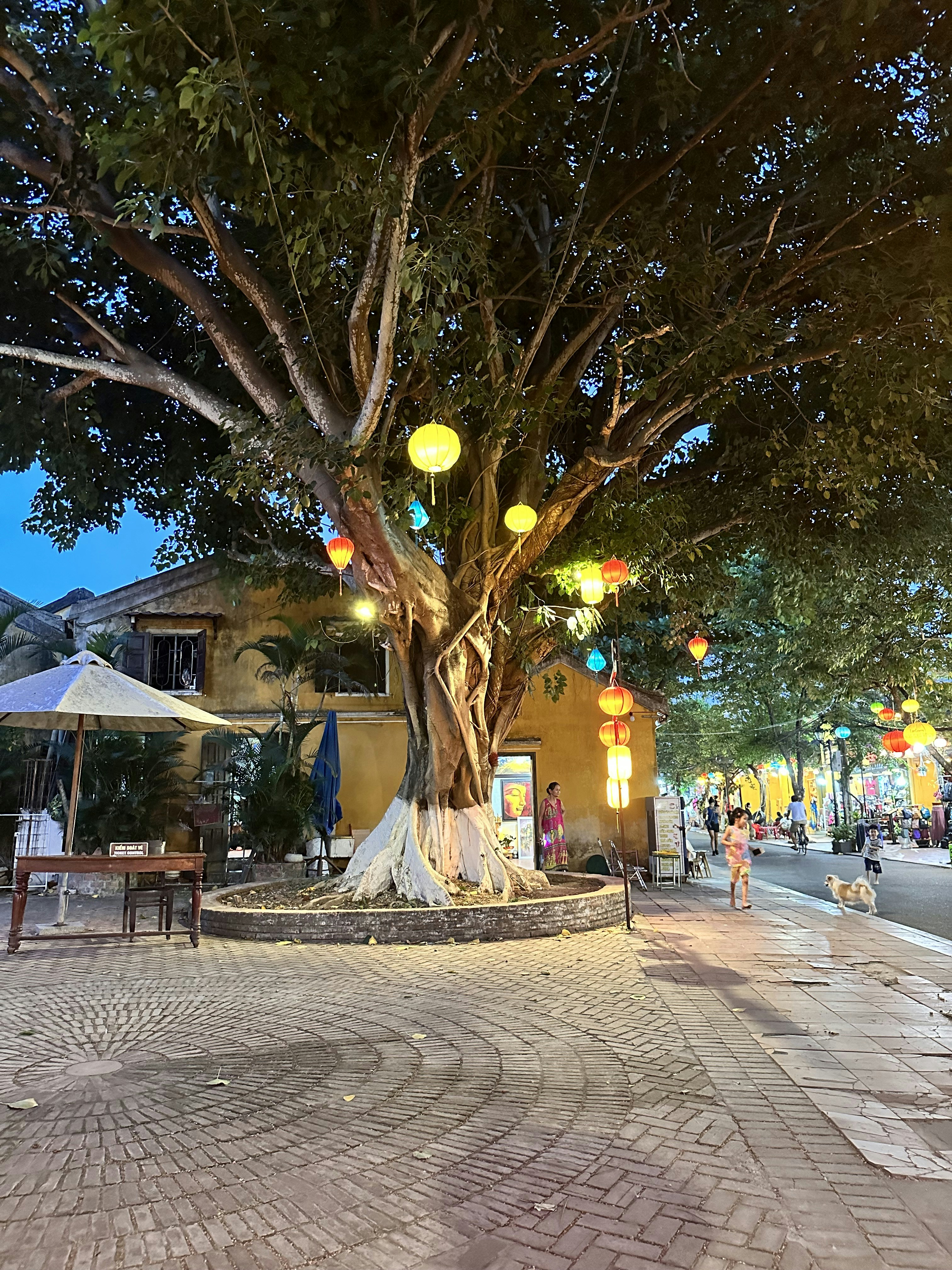 Lanterns Glow Around an Ancient Tree on a Busy Street