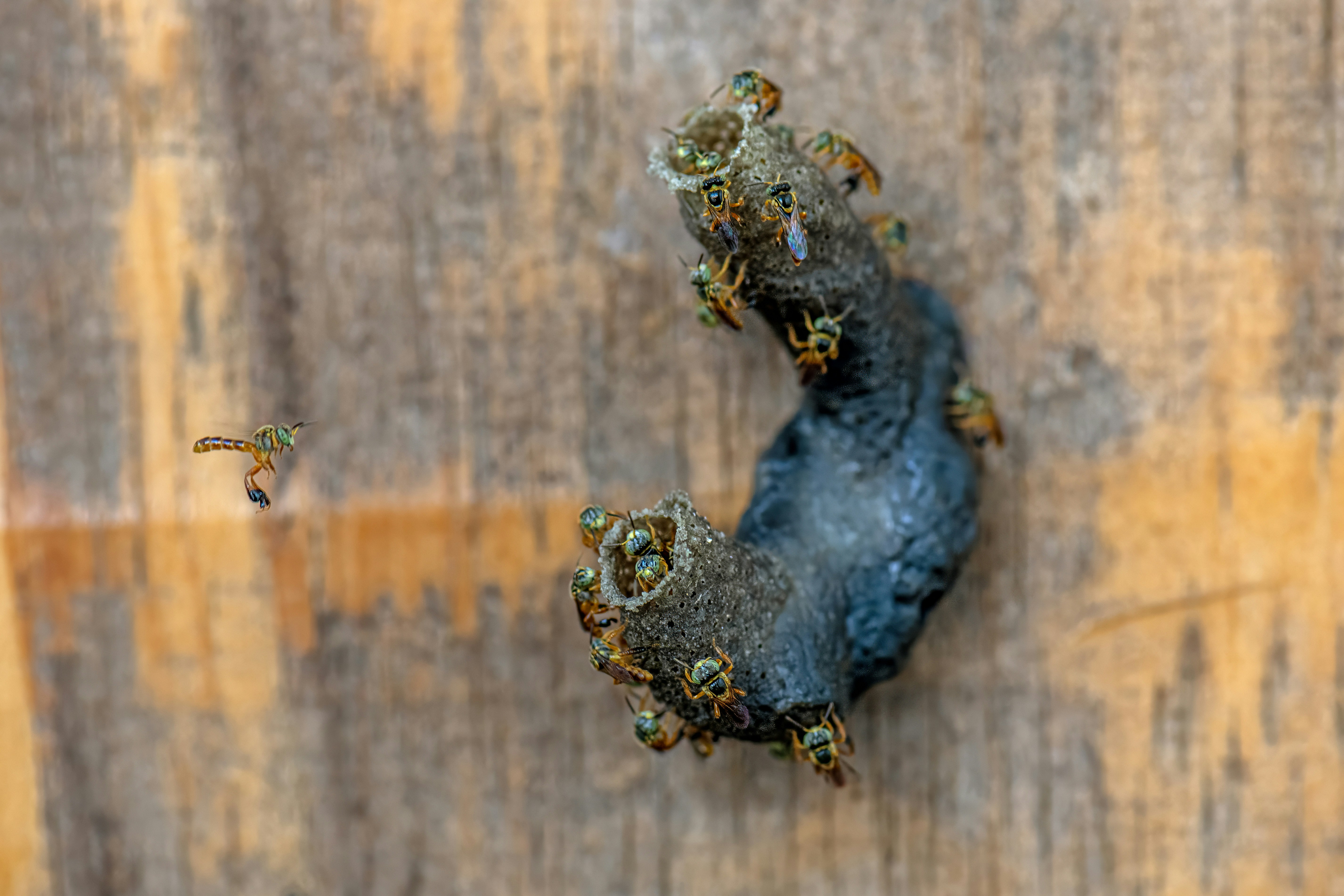 Emergence from the Wood: a hover of dragonfly nymphs on a barkett
