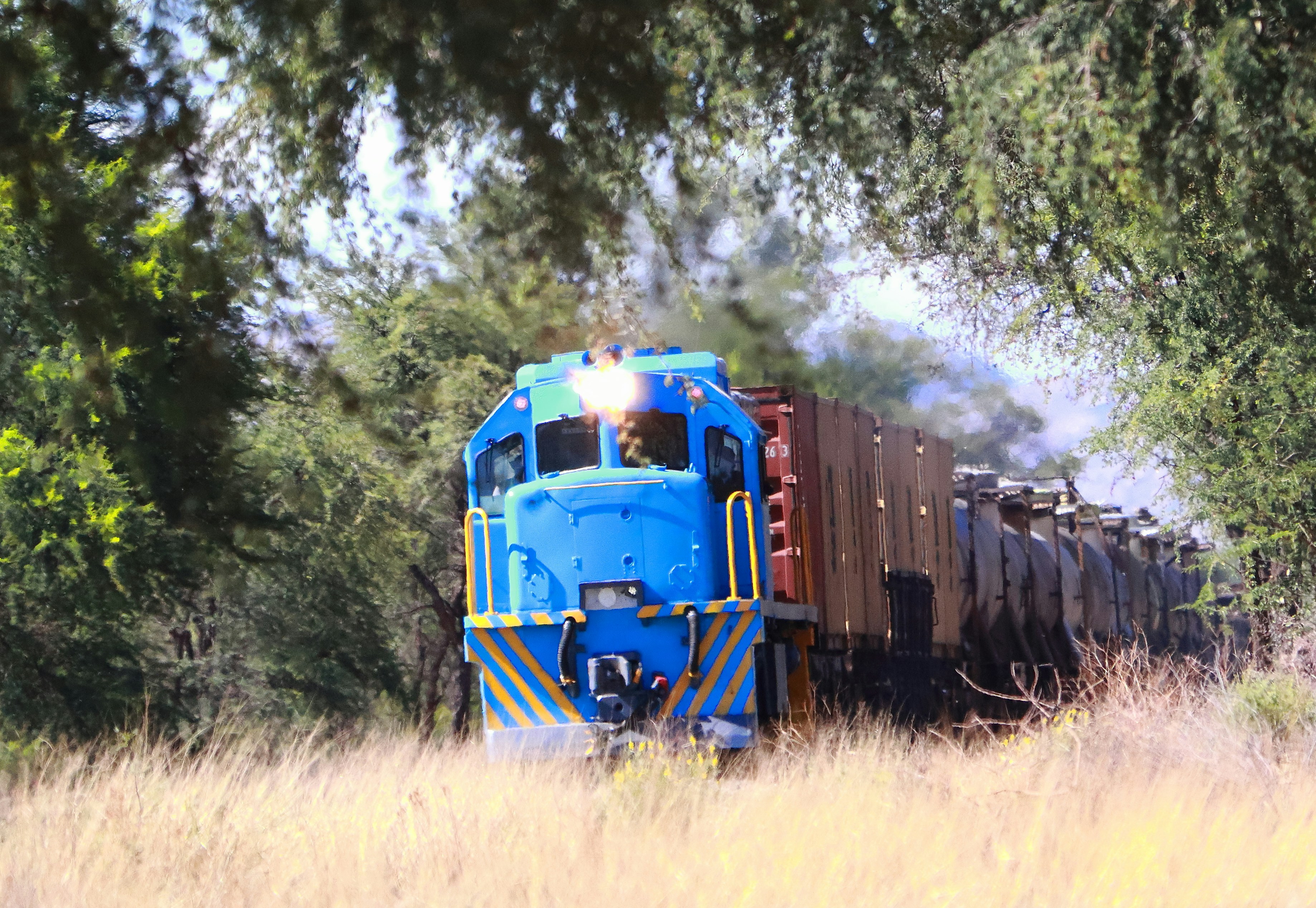 Blue locomotive emerges from the shade, puffing a smoky trail across sunlit grass