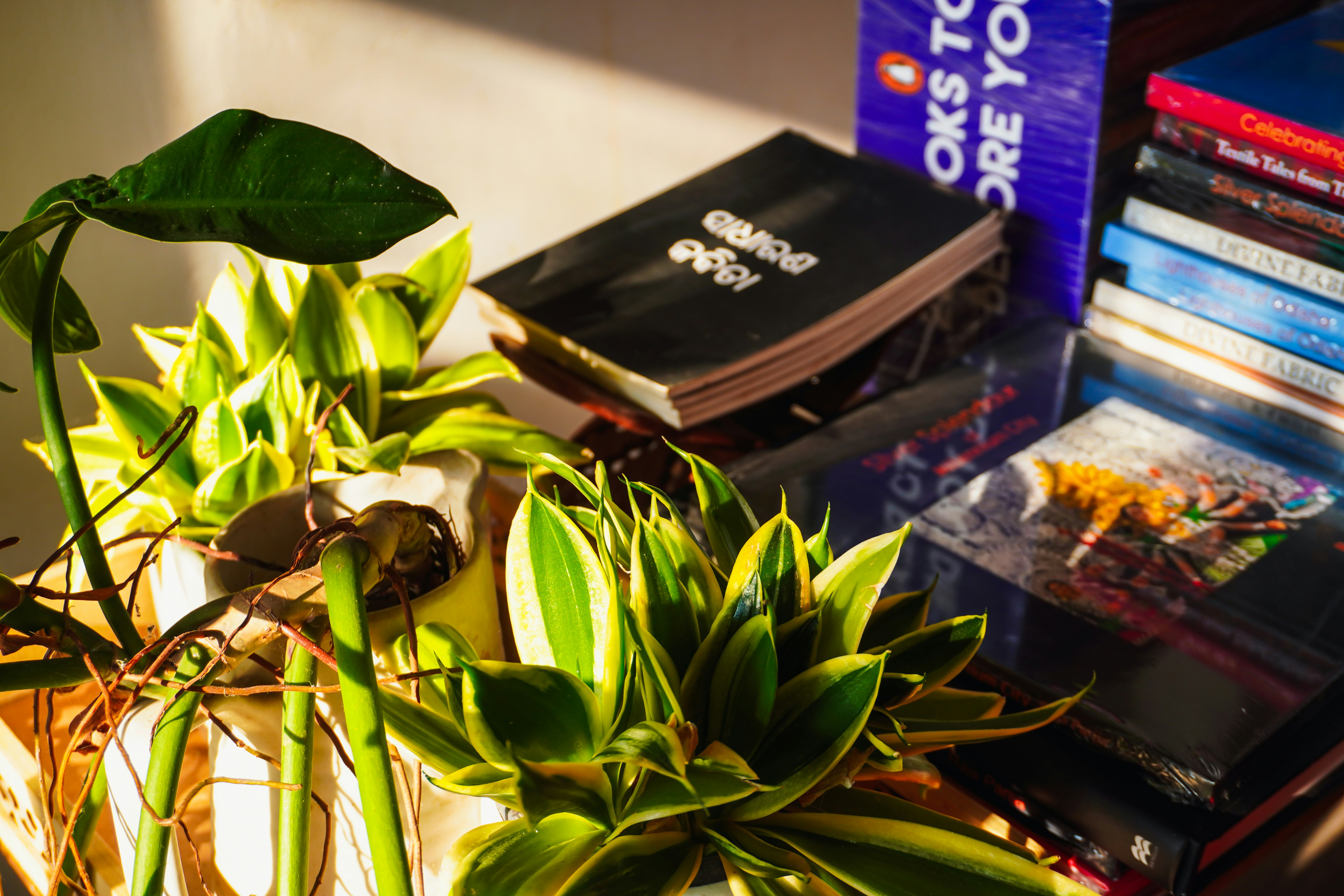 Sunlit Desk Oasis: A Quiet Corner of Books and Greenery